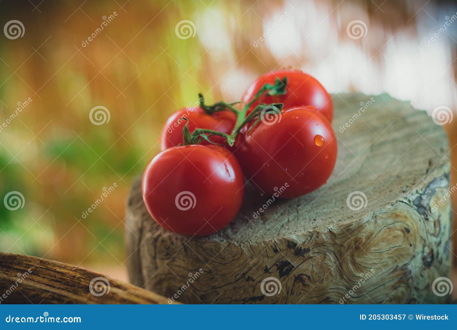 Selective Focus of the Fresh Tomatoes on the Trunk Stock Image - Image ...