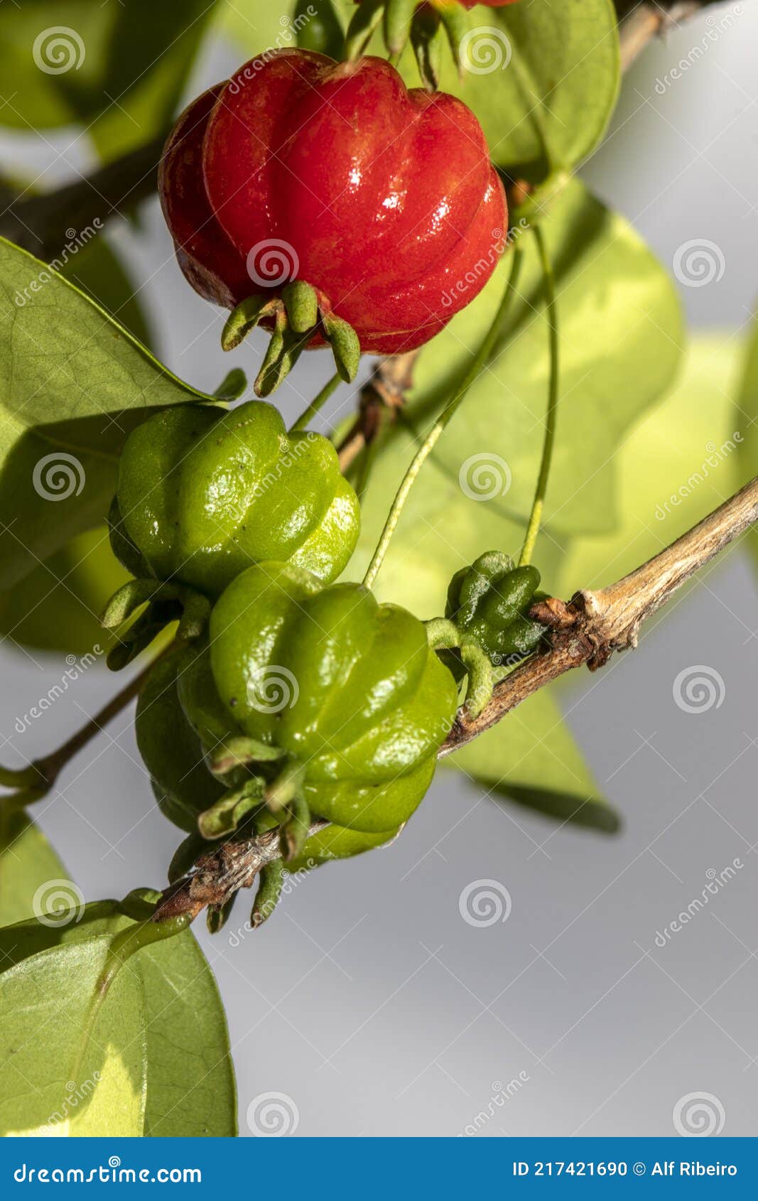 Selective Focus of Fruit Pitanga Tree Eugenia Uniflora Stock Photo ...