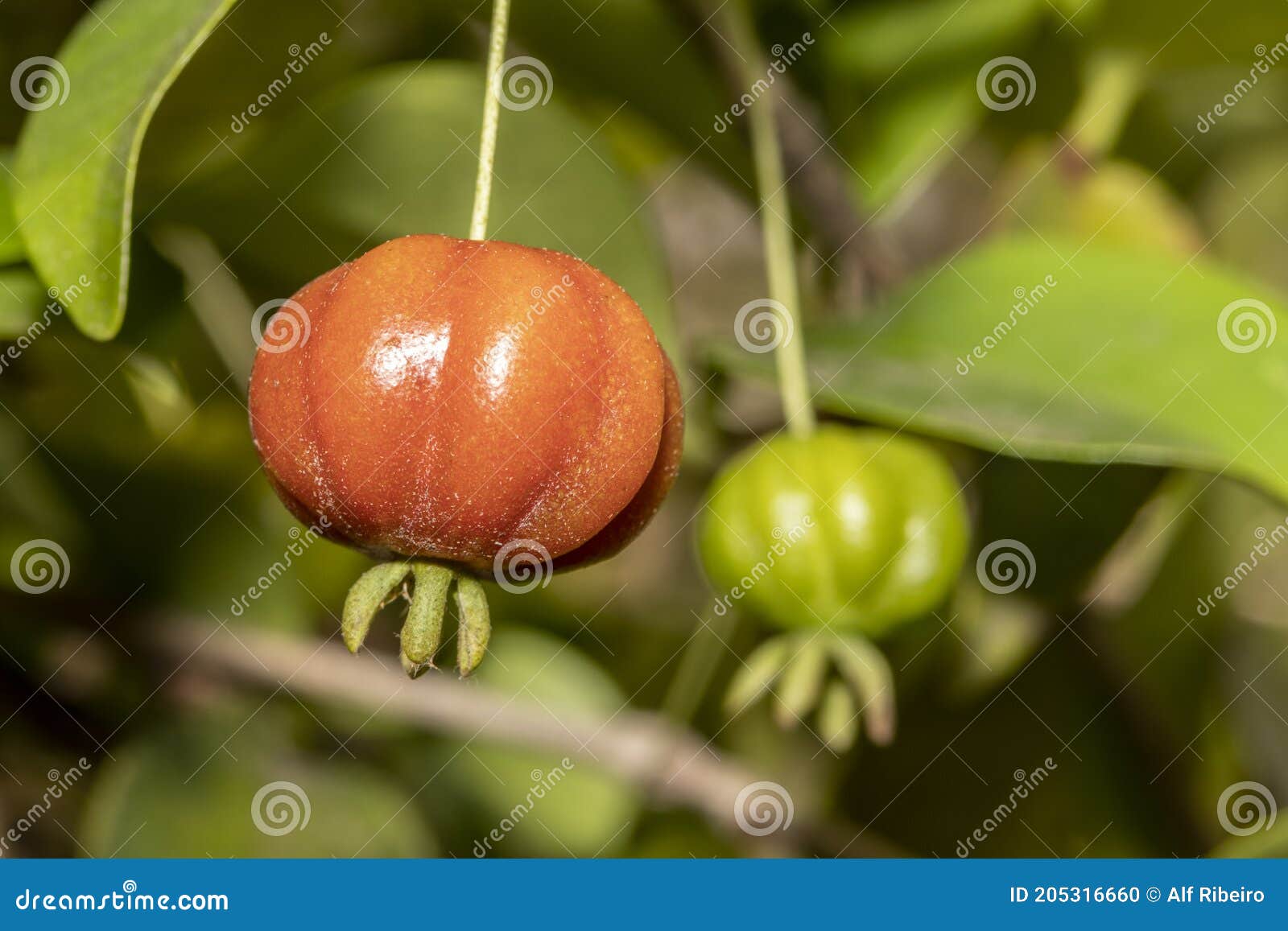 Selective Focus of Fruit Pitanga Tree Eugenia Uniflora Stock Photo ...
