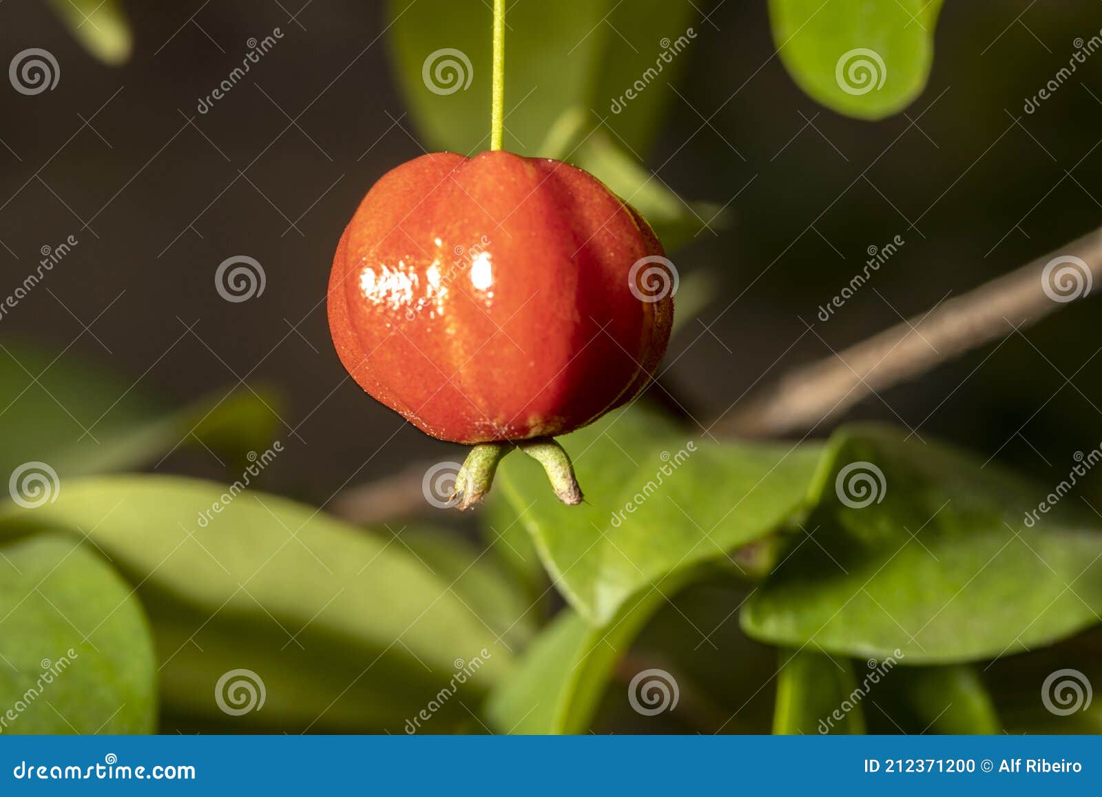 Selective Focus of Fruit Pitanga Tree Eugenia Uniflora Stock Photo ...