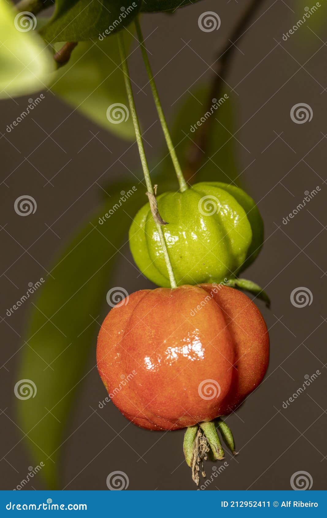 Selective Focus of Fruit Pitanga Tree Eugenia Uniflora Stock Image ...