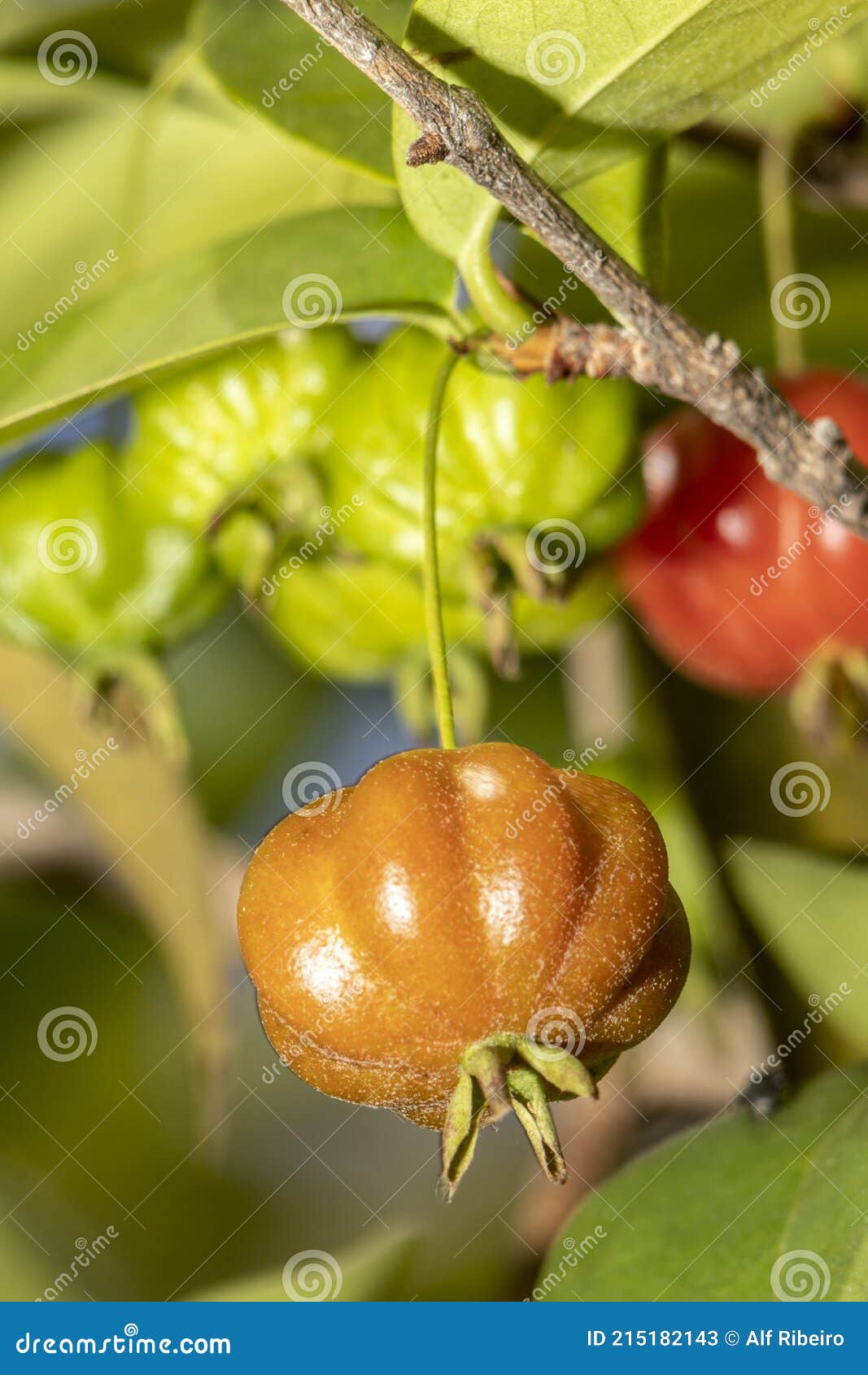 Selective Focus of Fruit Pitanga Tree Eugenia Uniflora Stock Image ...