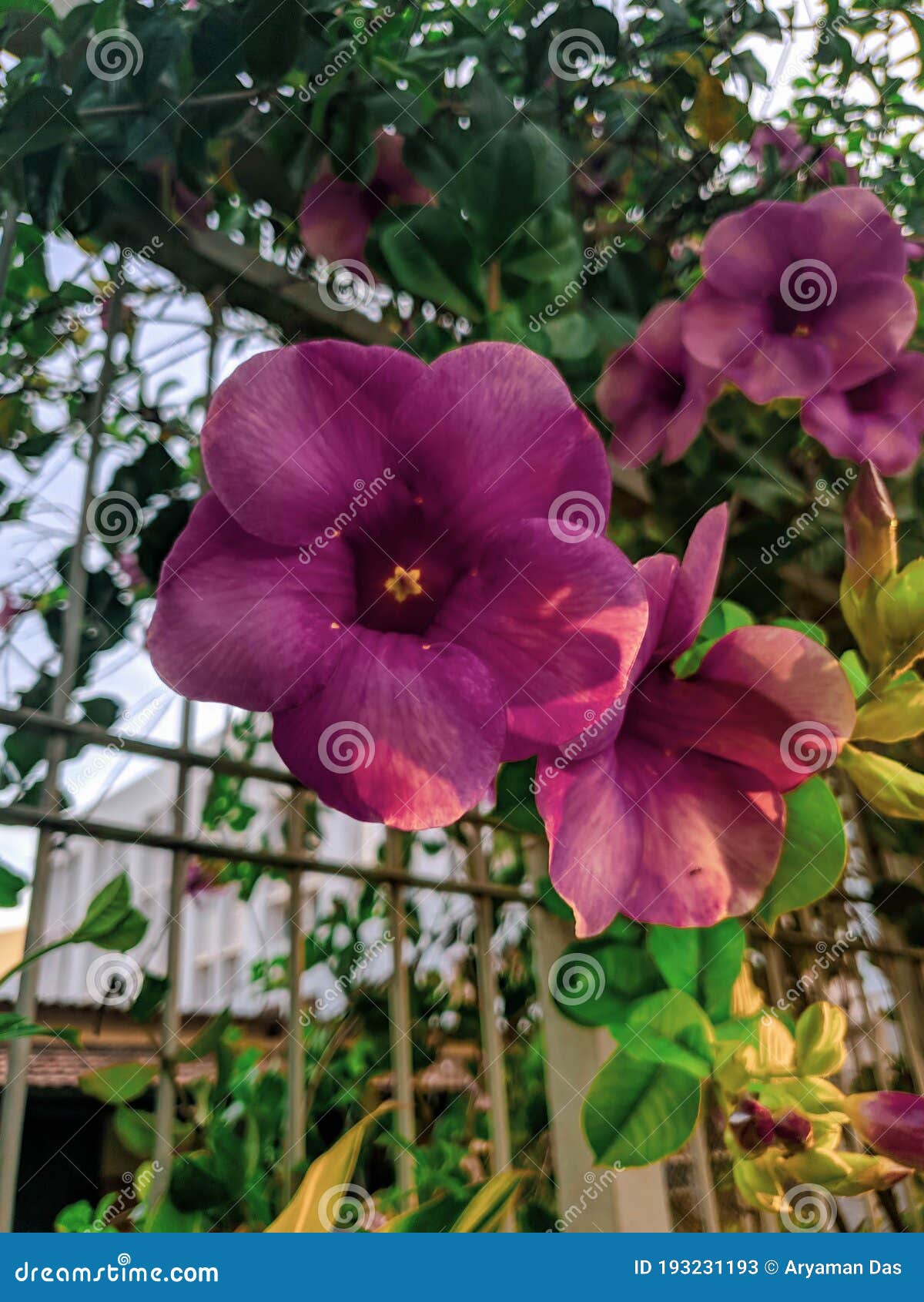 Allamanda Blanchetti Stock Photos - Free & Royalty-Free Stock Photos ...