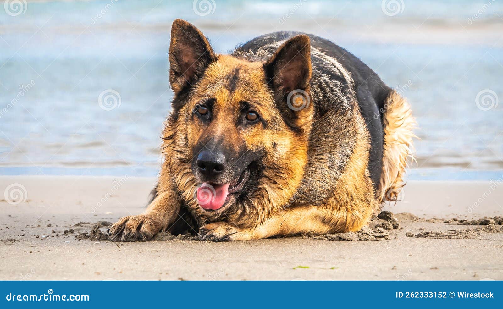 Selective Focus of a German Shepherd Lying on a Sandy Beach Stock Photo ...