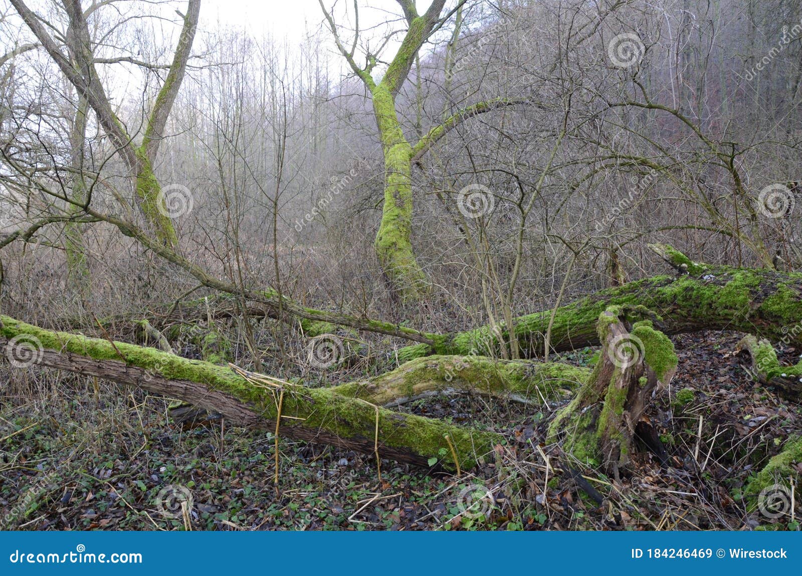 Selective Focus of a Giant, Moldy Fallen Tree in a Creepy Forest Stock ...