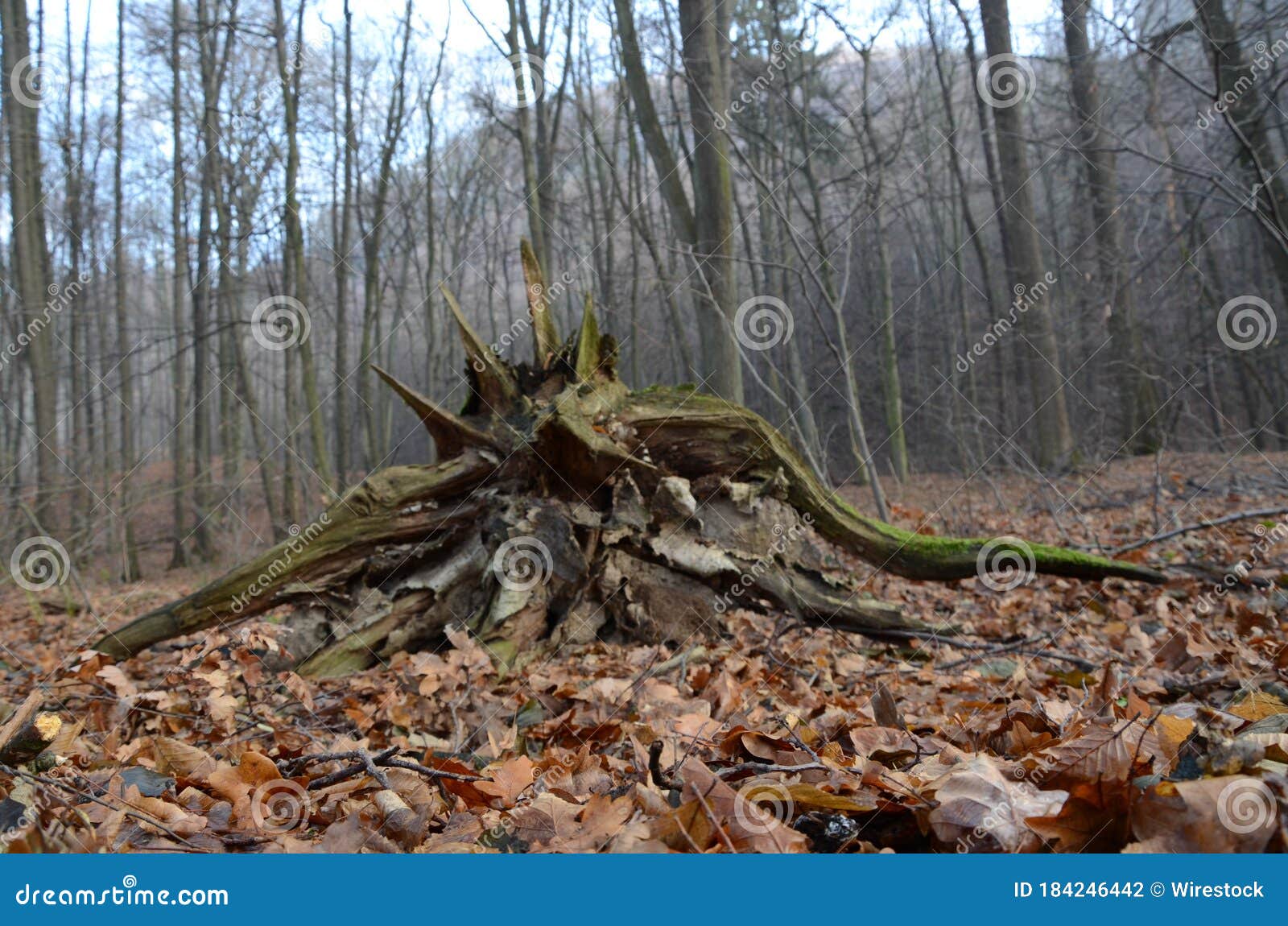Selective Focus of a Giant Tree Root in a Creepy Forest Stock Photo ...