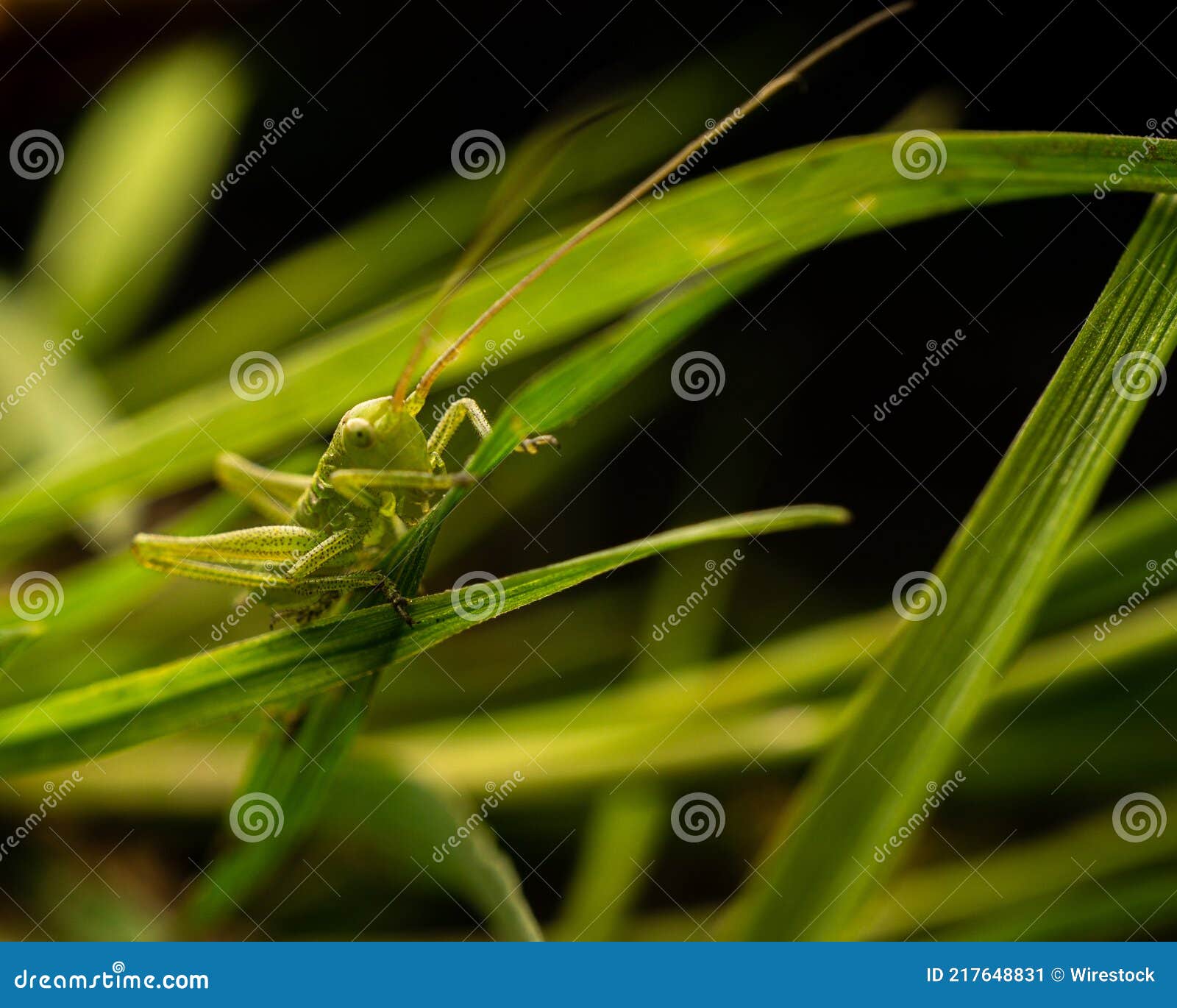 Selective Focus of a Grasshopper on Fresh Green Grass Stock Image ...