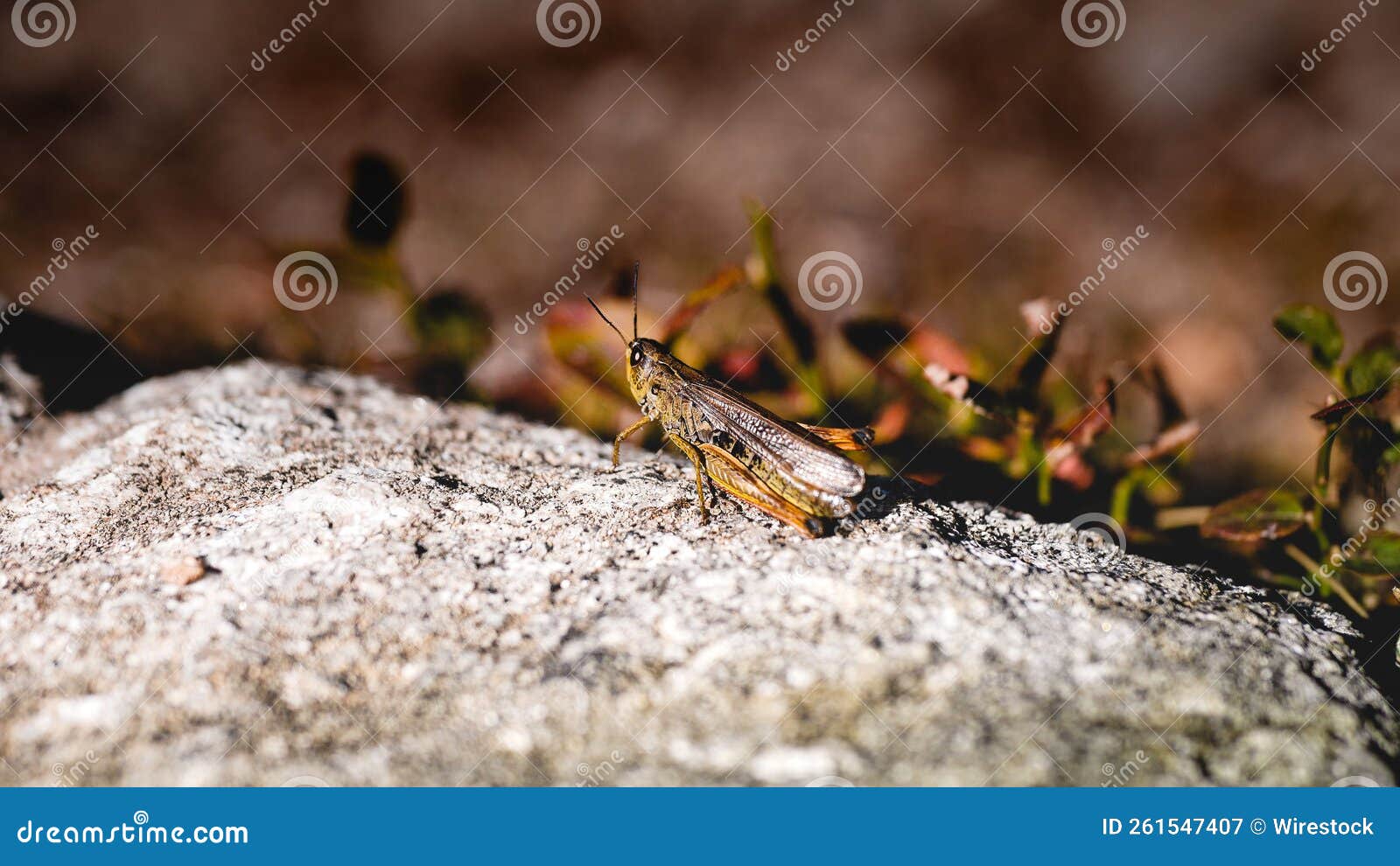 Selective Focus of a Grasshopper on a Rock Stock Image - Image of small ...
