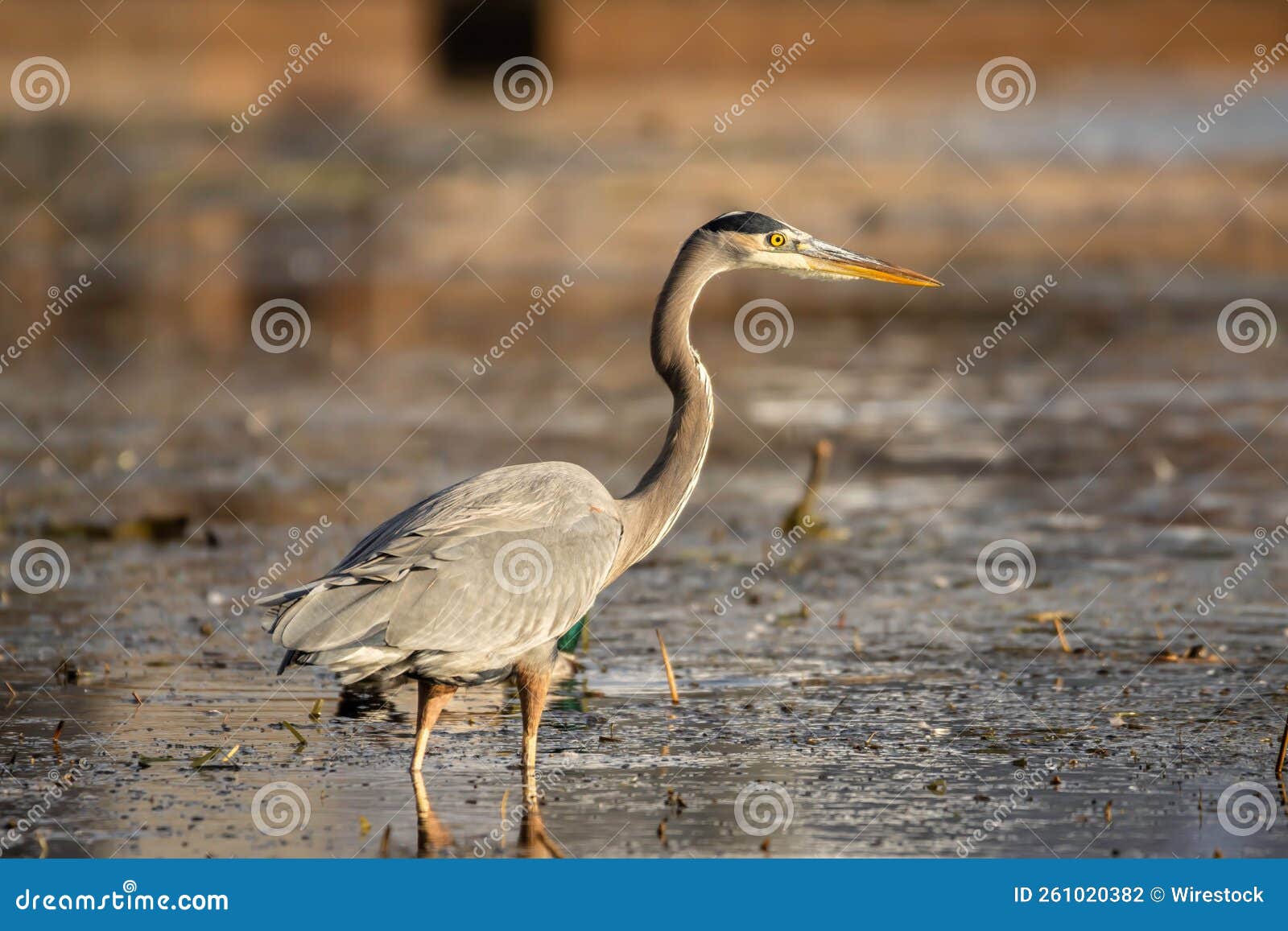 Selective Focus of a Great Blue Heron Bird on the Floor Stock Photo ...
