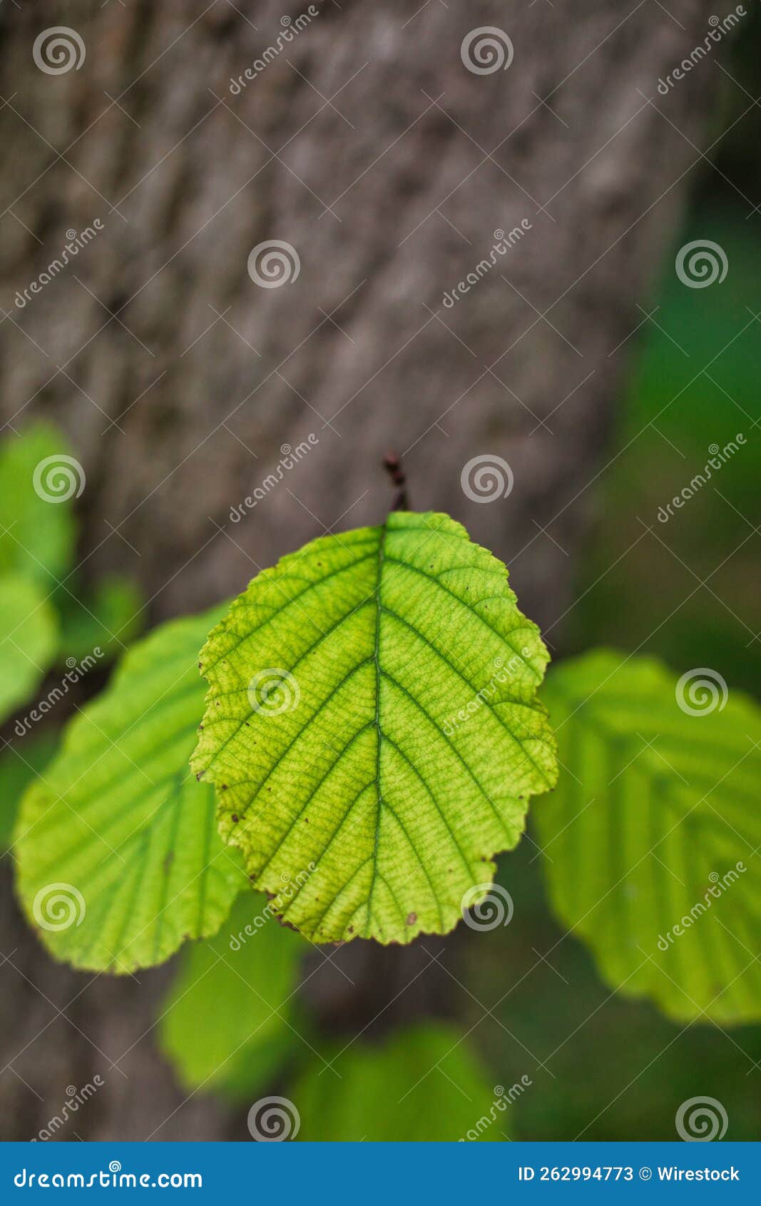 Selective Focus of Green Common Hazel Leaf Stock Image - Image of ...