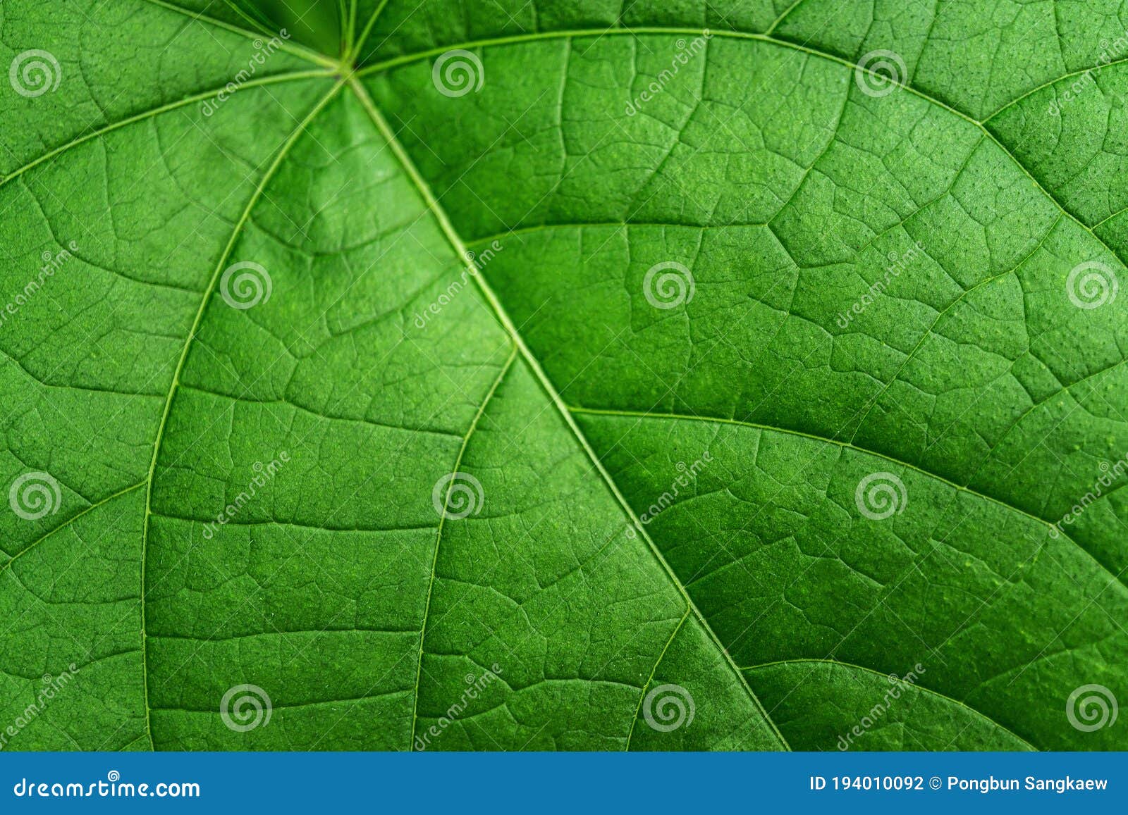 Selective Focus Green Leaf Texture ,abstarct Nature Background Stock ...