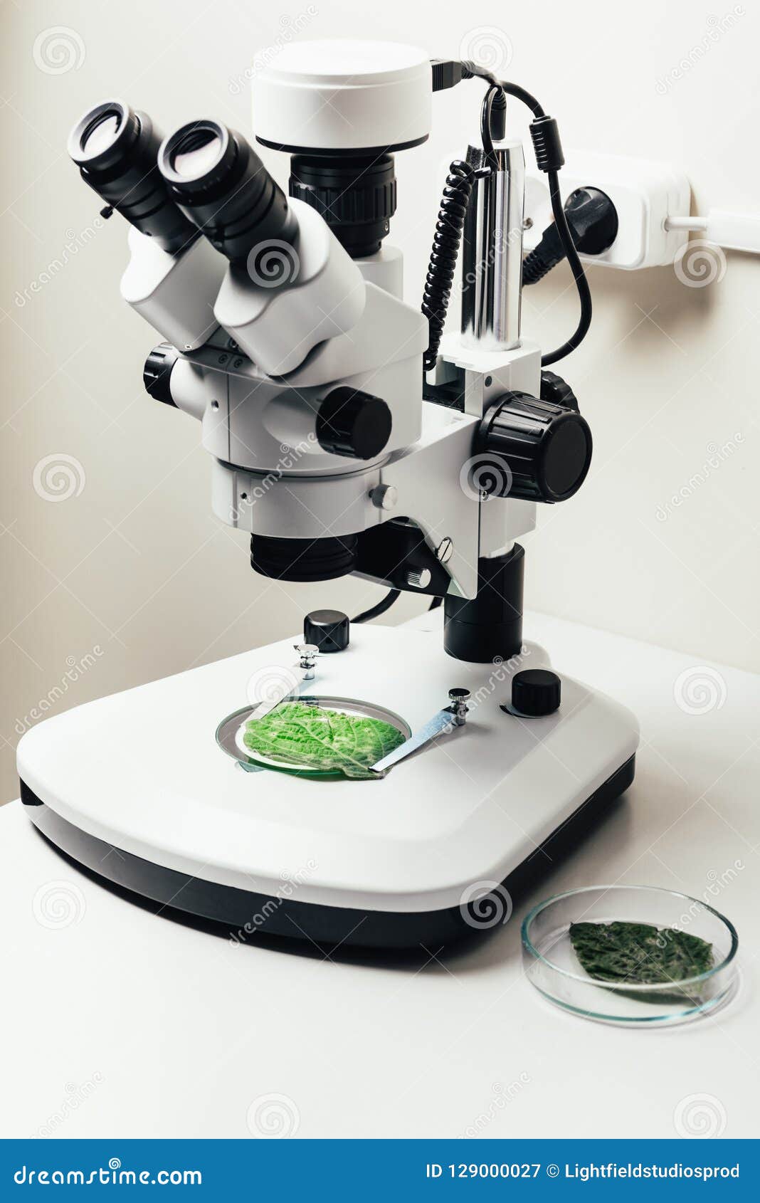 Selective Focus of Green Leaf Under Microscope in Modern Biotechnology ...