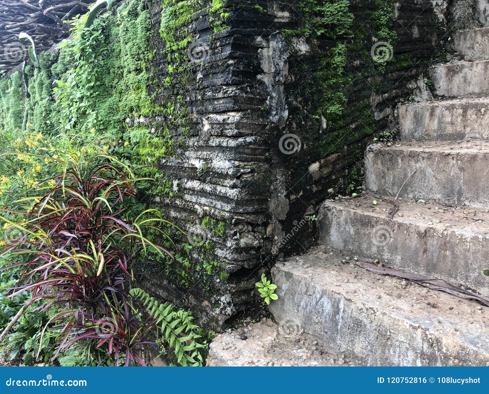 Green Moss Wall and the Staircase Stock Photo - Image of moss ...