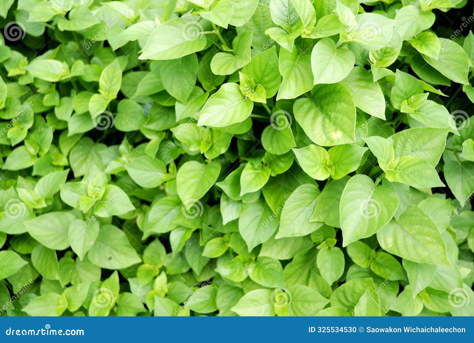 In Selective Focus a Green Plant Growing in a Garden for Green Natural ...