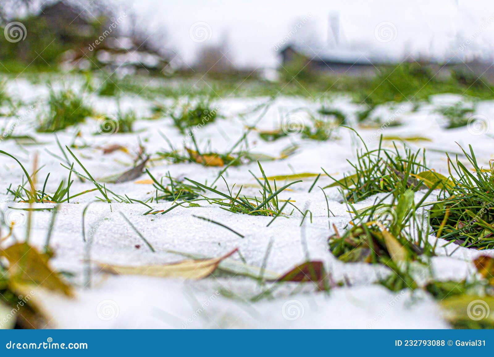 Selective Focus. Green Spots of Grass from Under the Snow Melting in ...