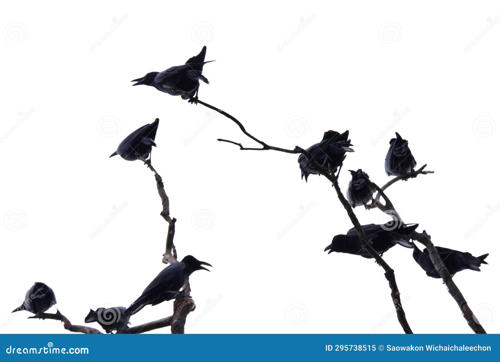 In Selective Focus a Group of Black Crows Sitting on the Top of a Tree ...