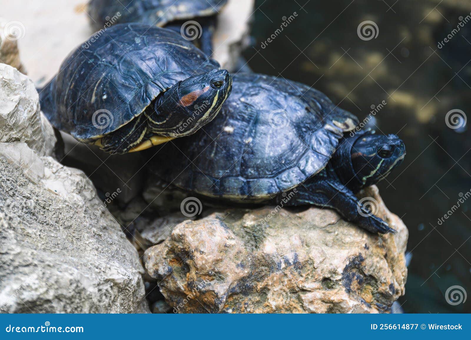 Selective Focus of a Group of Turtles Crawling on Rocks with a Blurry ...