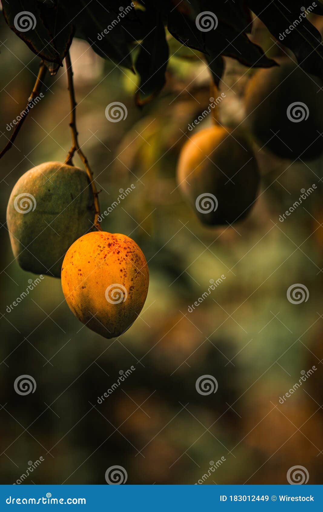 Selective Focus of Growing Yellow Mangos on Its Branches at Daytime ...
