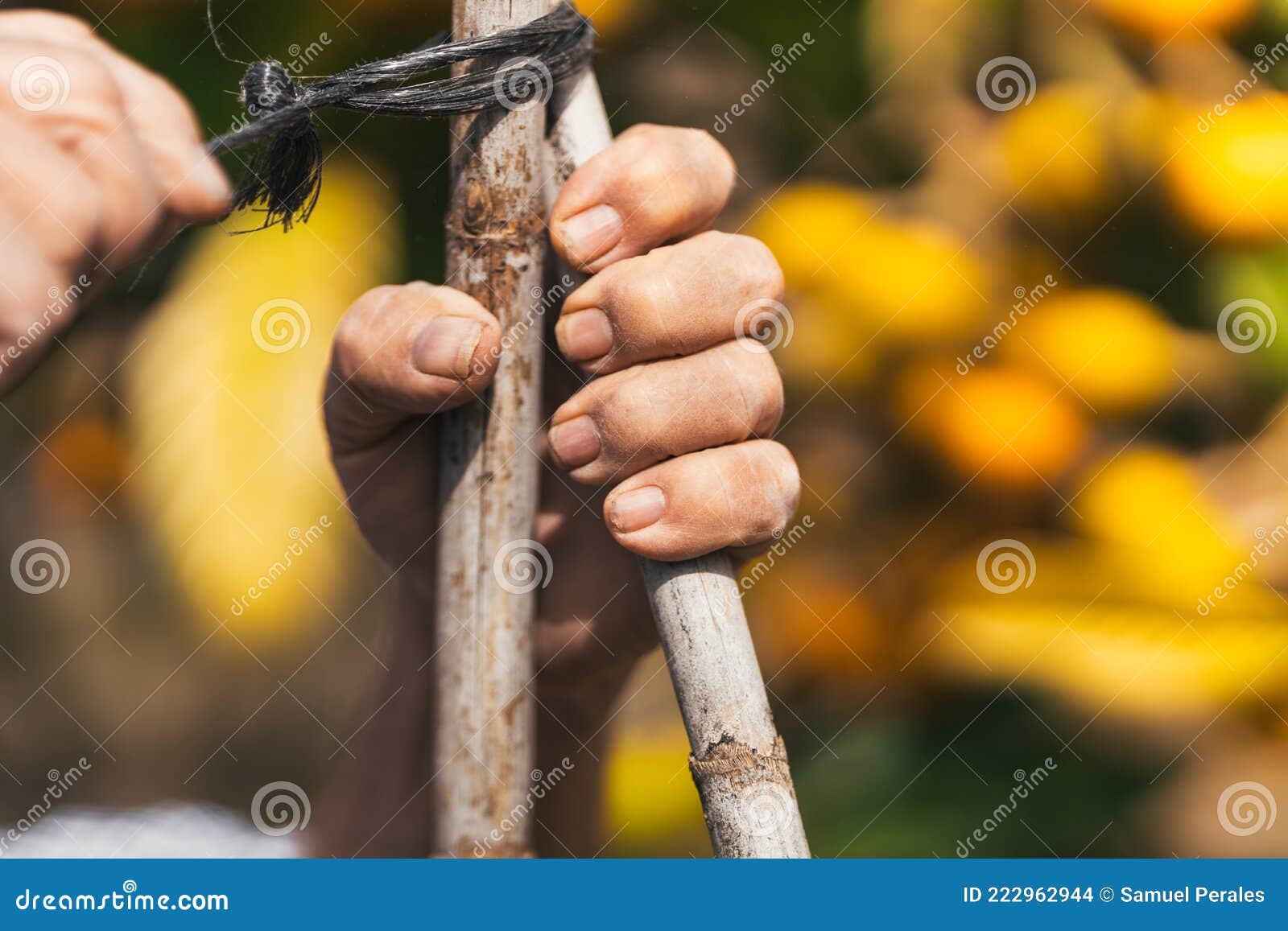 Man Binding Sticks in an Orchard Stock Photo - Image of person, farmer ...