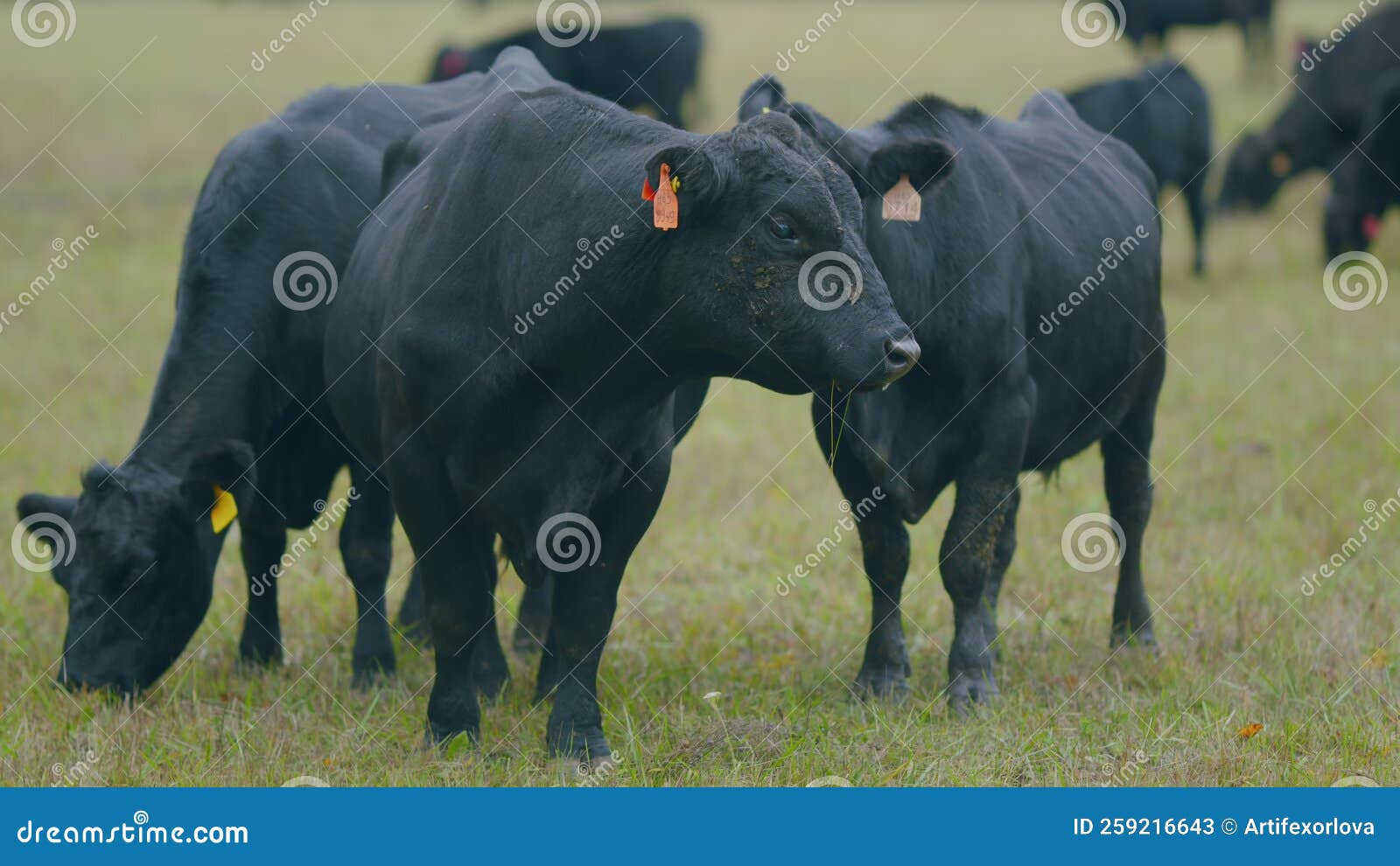 Herd or Black Angus Cows. Cows Graze in Meadow. Animal Grazing in ...