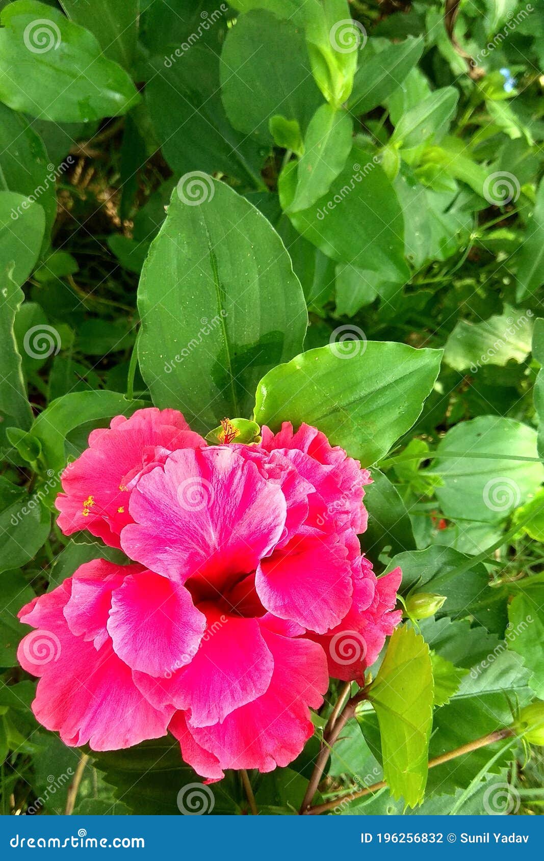 Selective Focus on Hibiscus Flower Stock Photo - Image of pink, upside ...