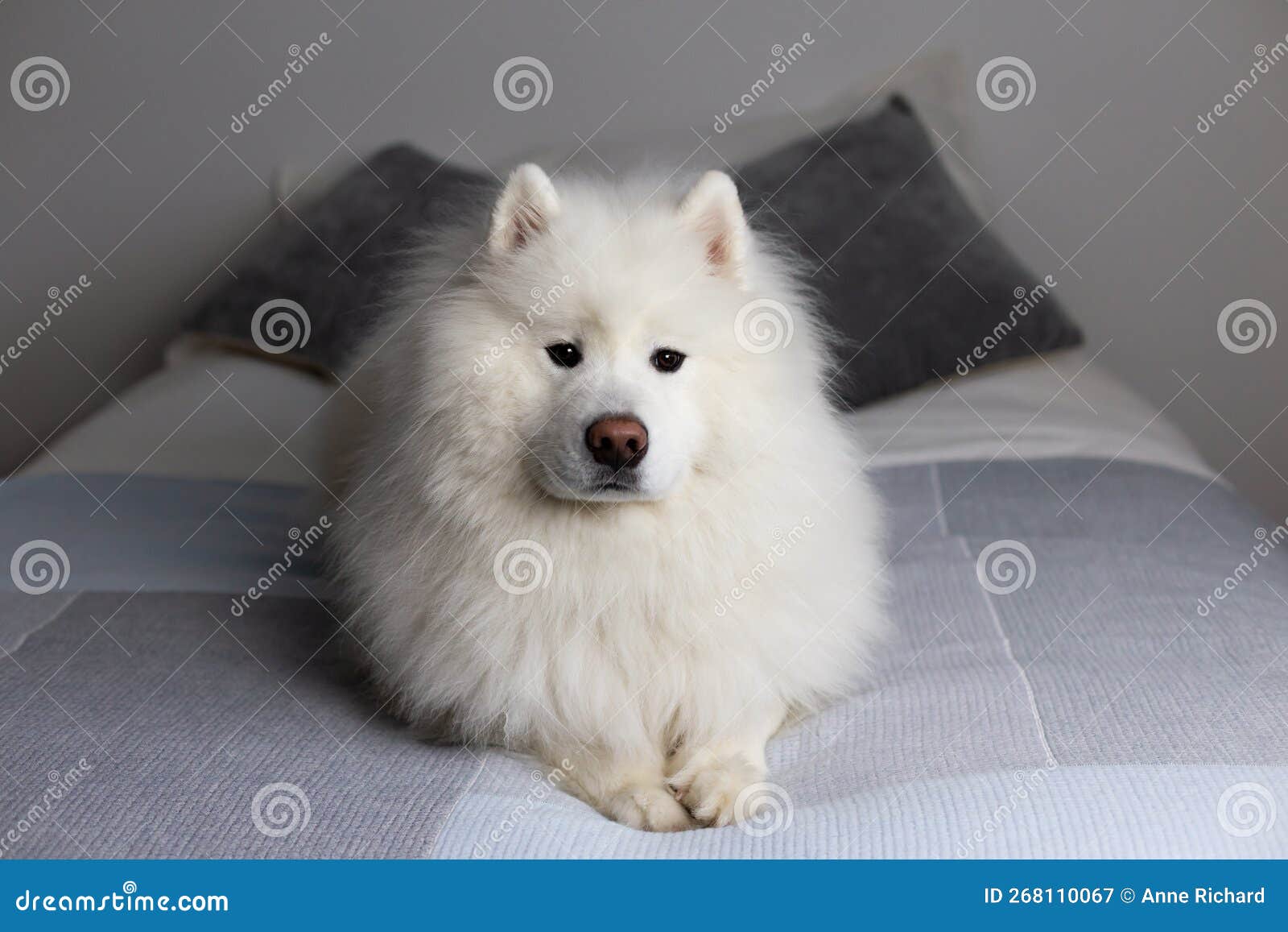 Selective Focus Horizontal Portrait of Stunning Samoyed Dog Lying Down ...