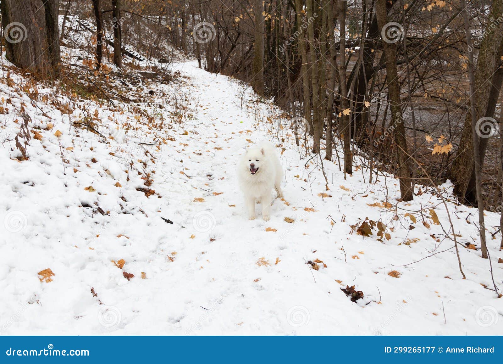 Selective Focus Horizontal View of Gorgeous Samoyed Dog Walking ...