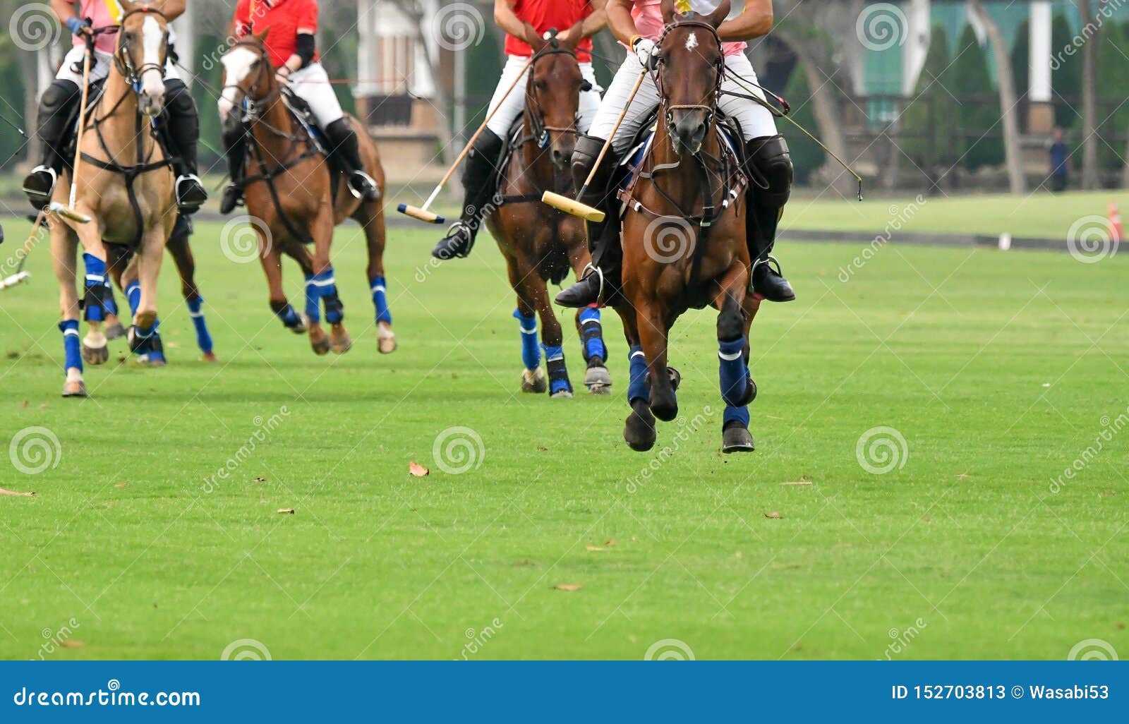 Selective Focus the Horse Run Full Speed Stock Image - Image of moscow ...