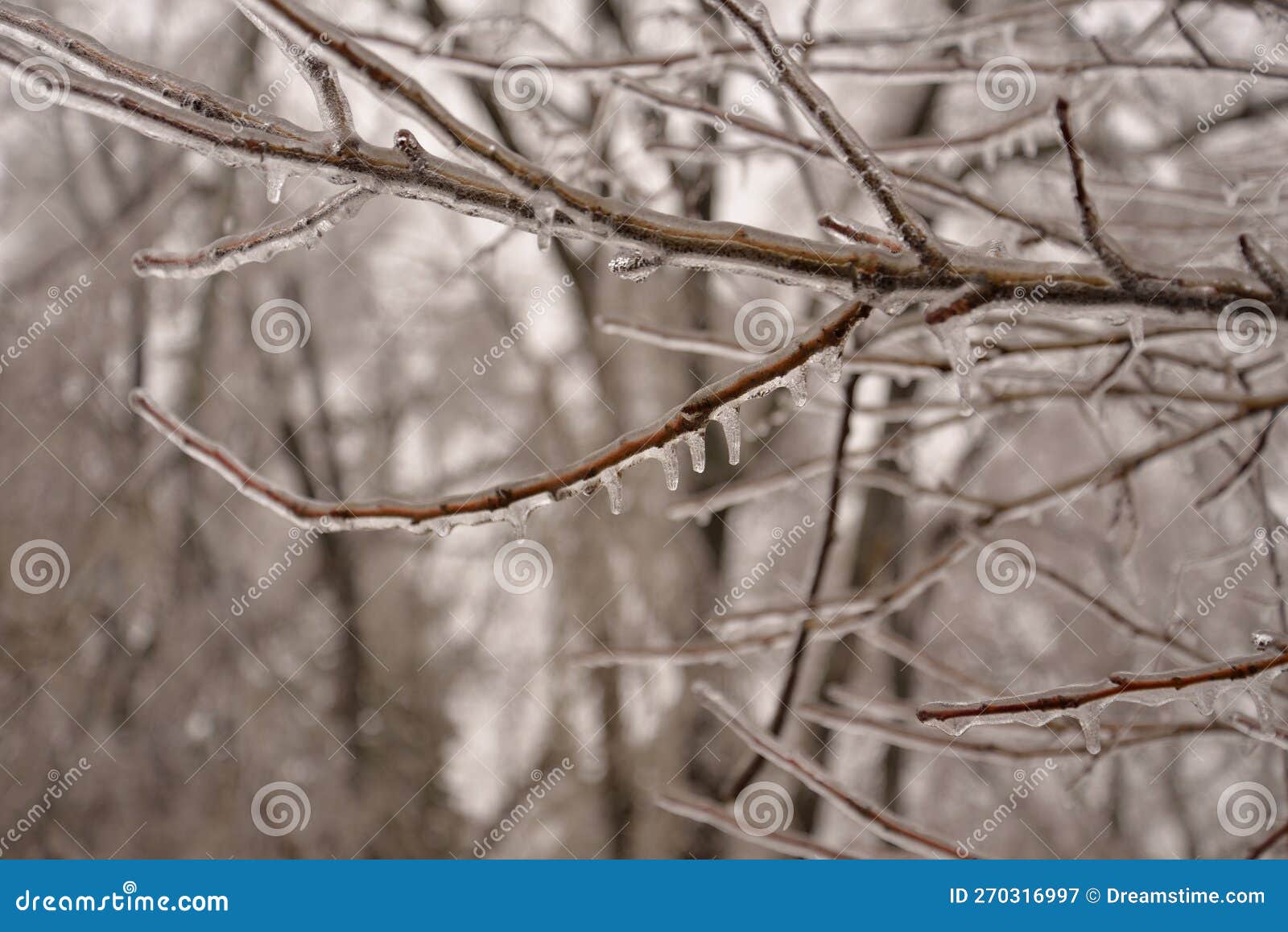 Details of Ice Coating Branches in Winter Stock Image - Image of ...