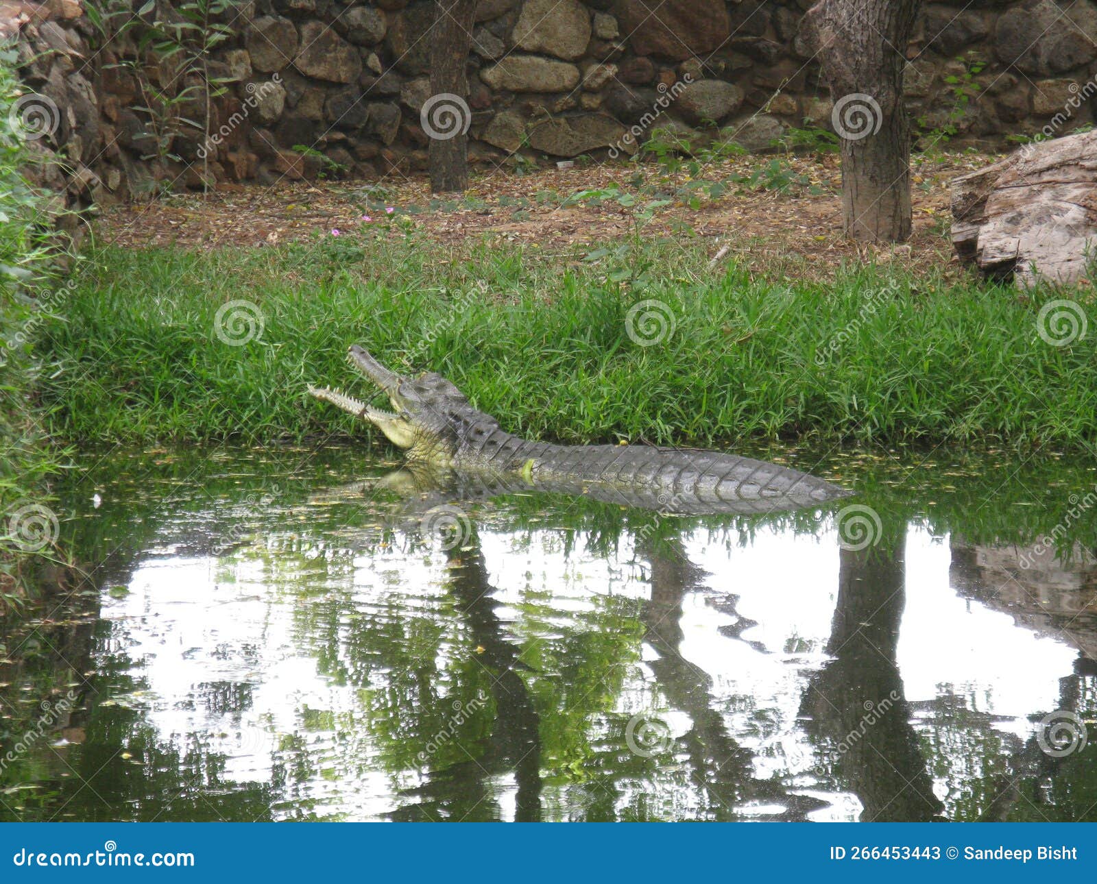 An Adult Indian Crocodile Half Inside a Pond Surrounded with Grass and ...