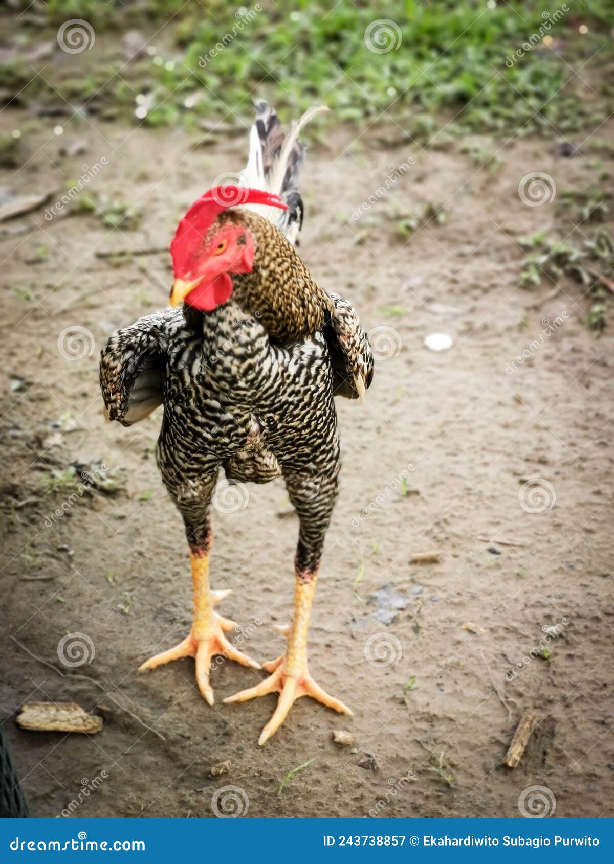 Selective Focus Image with Noise Effect Beautiful Rooster Standing on ...