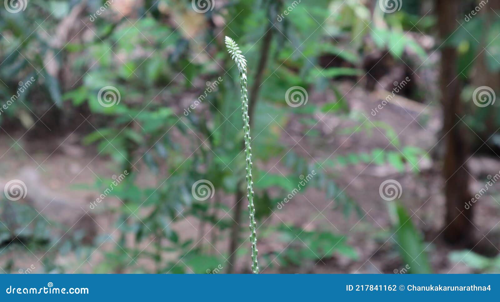 Selective Focus on Inflorescence of a Prickly Chaff Flower Stock Photo ...