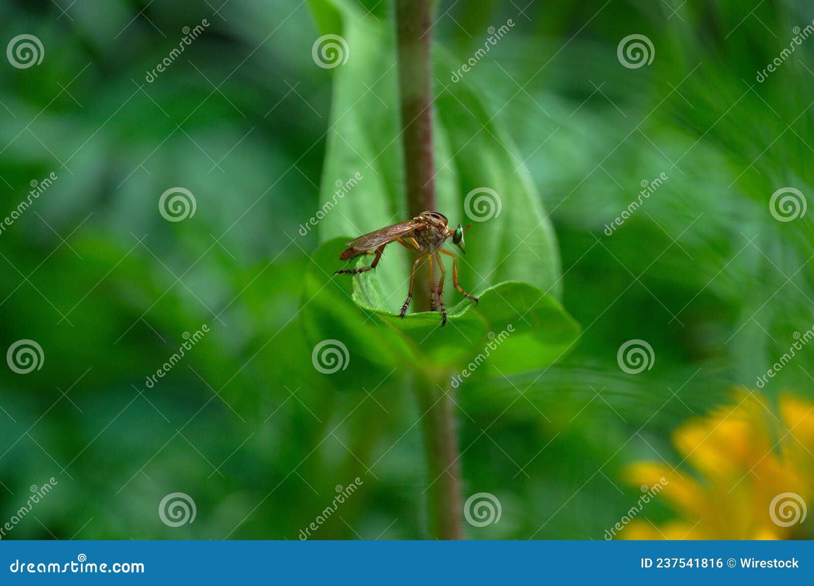 Selective Focus of an Insect on a Green Plant Leaf in the Gar Stock ...