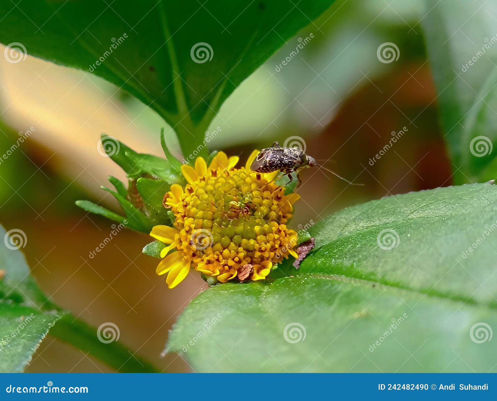 Selective Focus of Insects on Yellow Flower Petals Stock Photo - Image ...