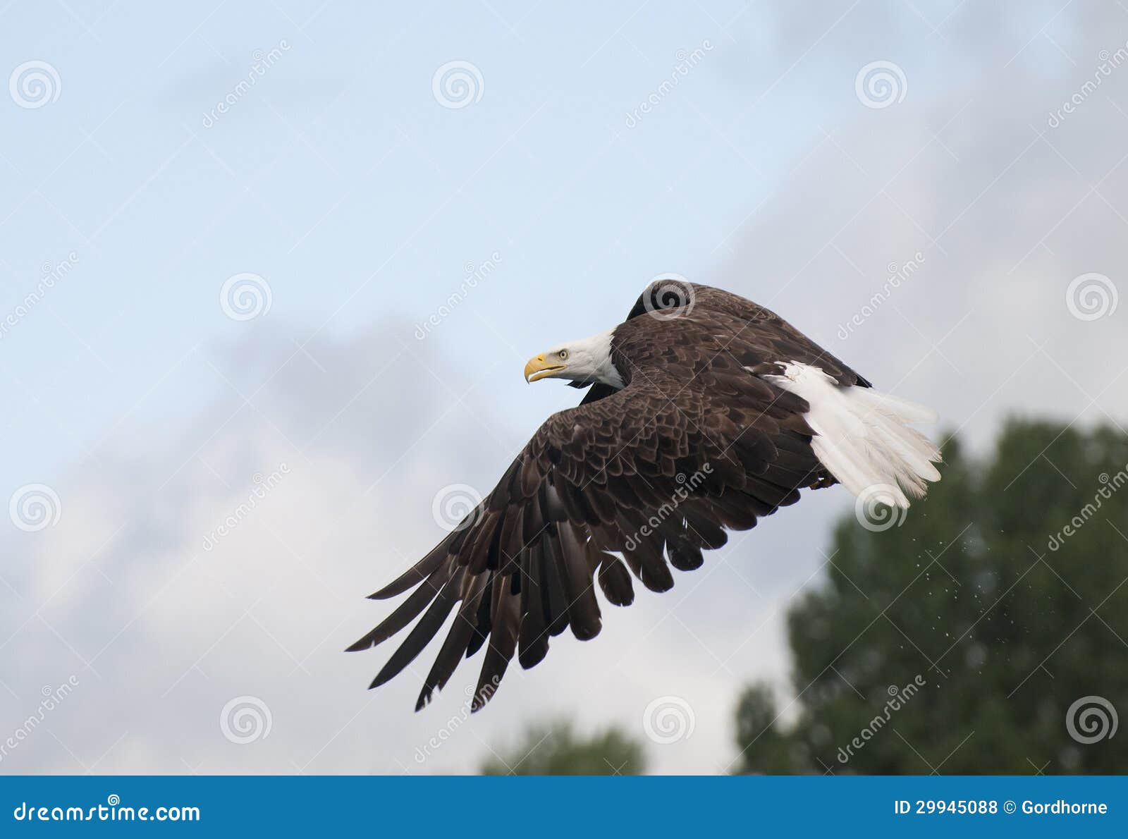 Intense Bald Eagle stock photo. Image of beak, flight - 29945088