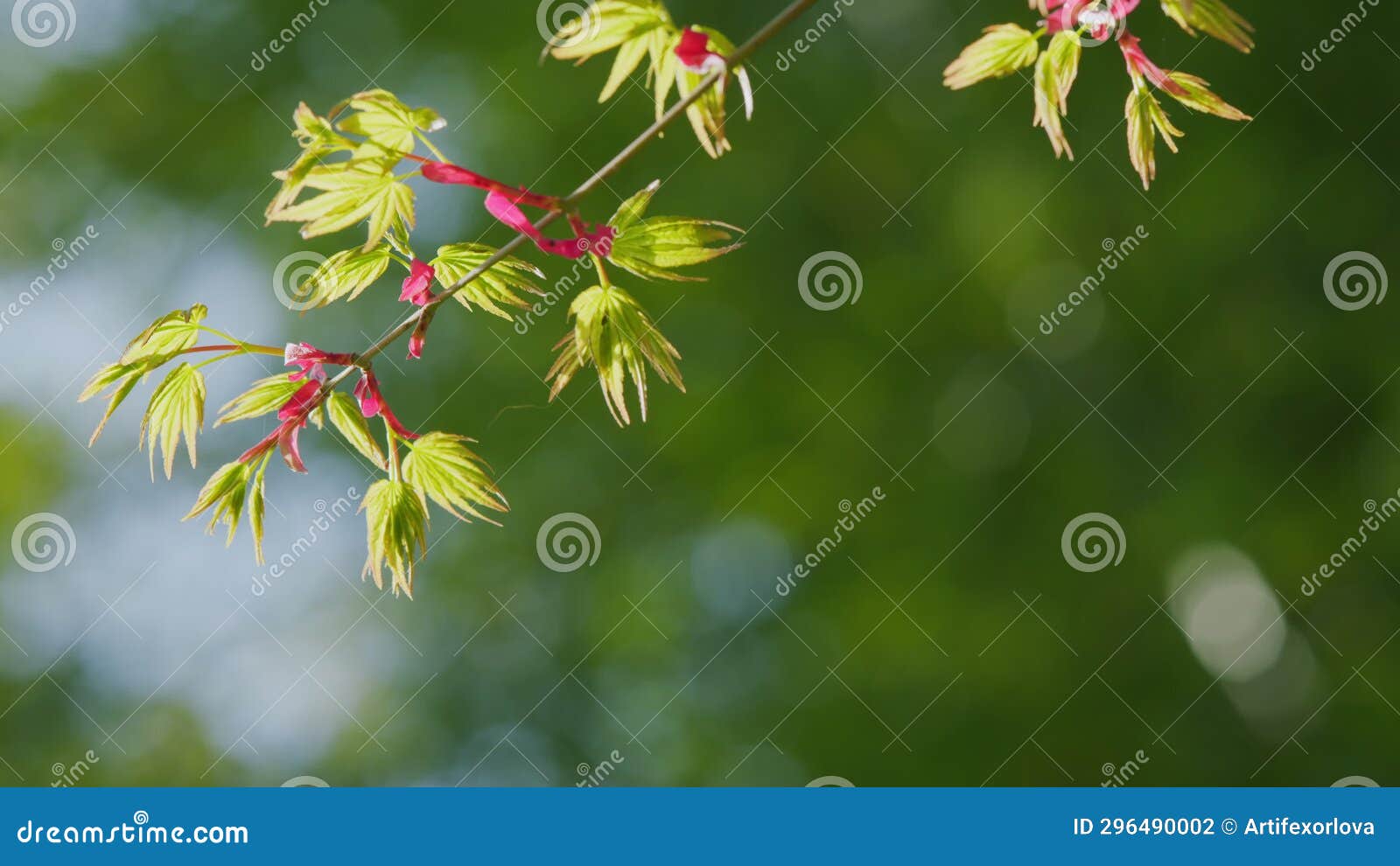Japanese Maple or Smooth Japanese-Maple. Acer Palmatum Deciduous Tree ...