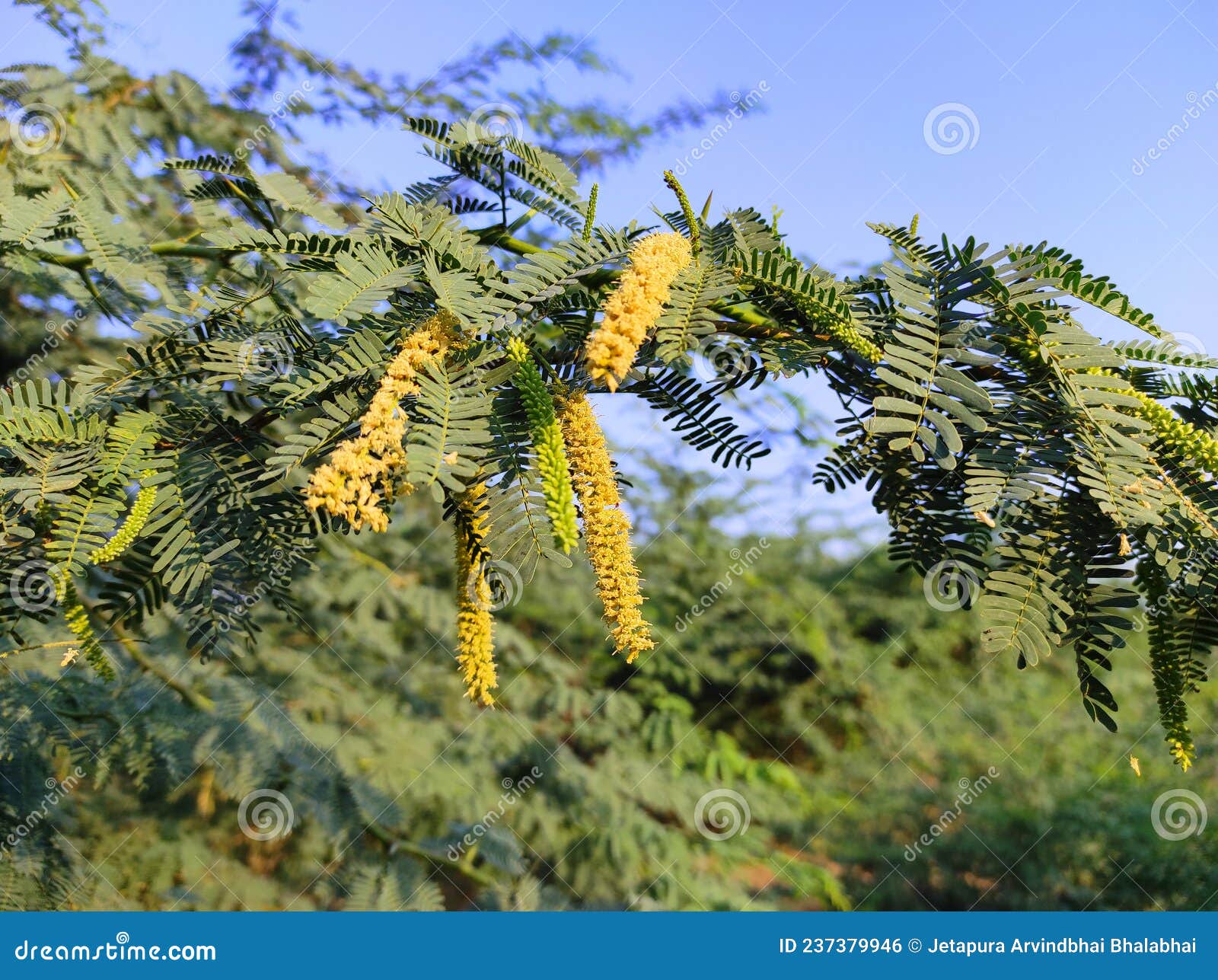 Selective Focus of Juliflora Tree Fruits and Leaves Stock Photo - Image ...