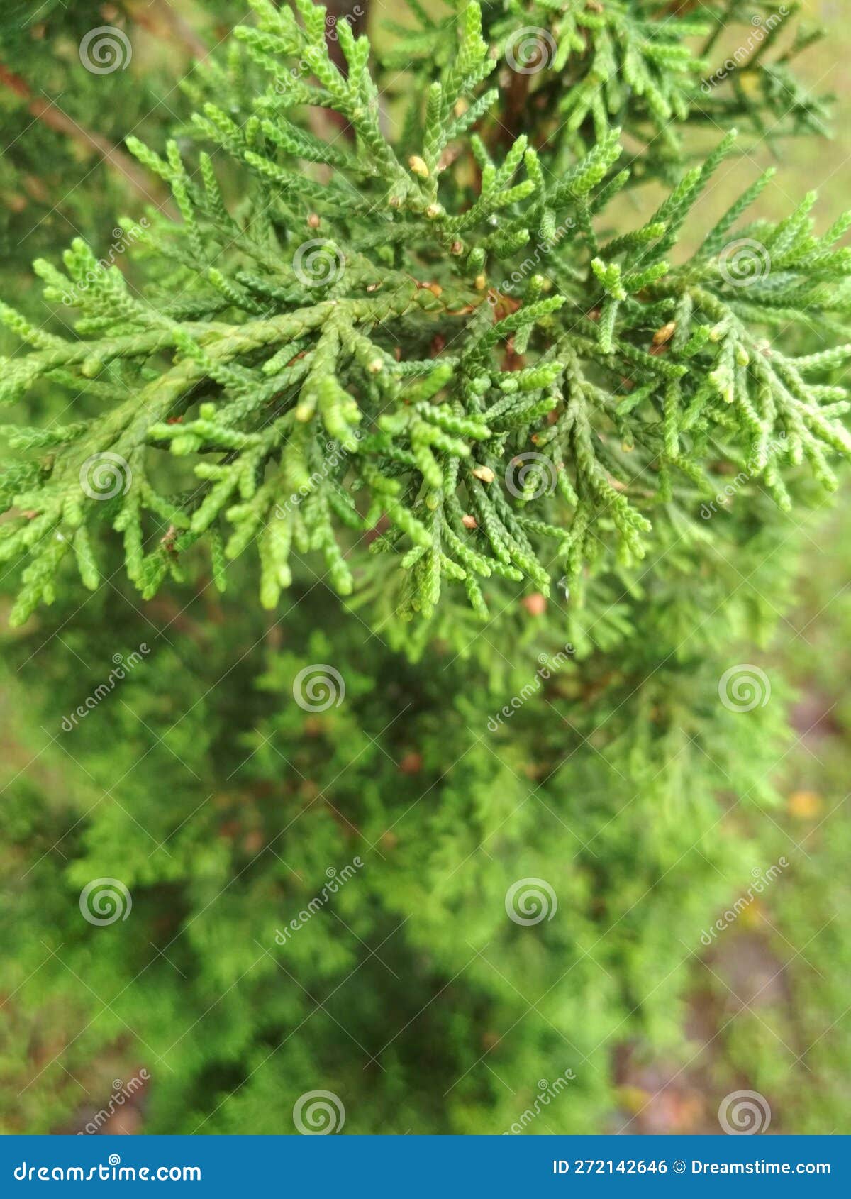 Selective Focus of Juniperus Bermudiana, Known As Bermuda Cedar Stock ...