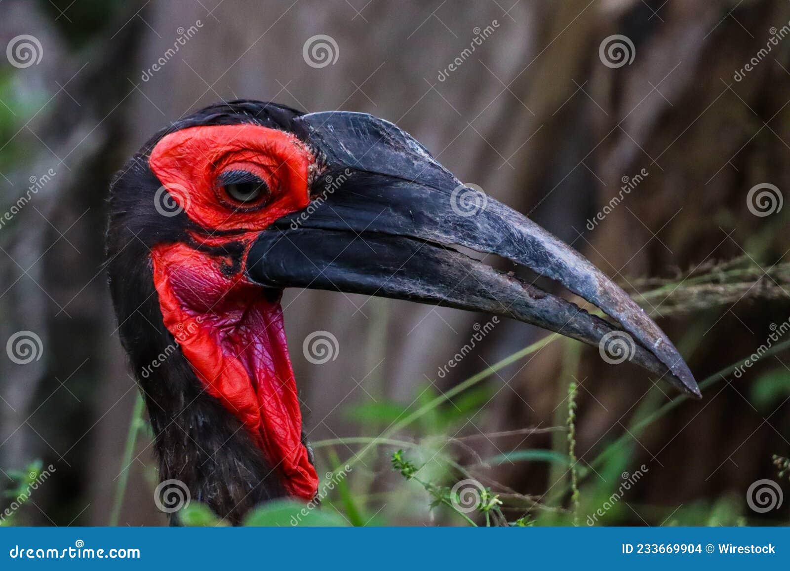 Selective Focus of a Kaffir Horned Raven Bird Head Stock Photo - Image ...