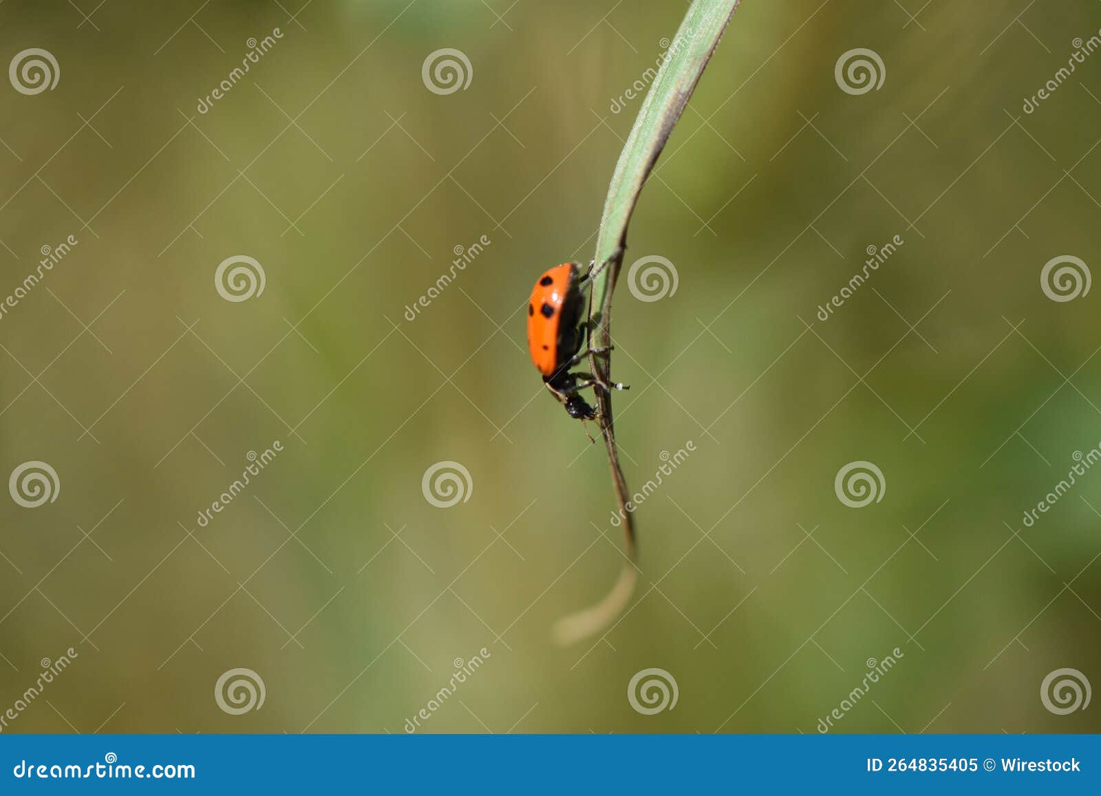 Selective Focus of a Ladybug on the Grass in a Field Under the Sunlight ...