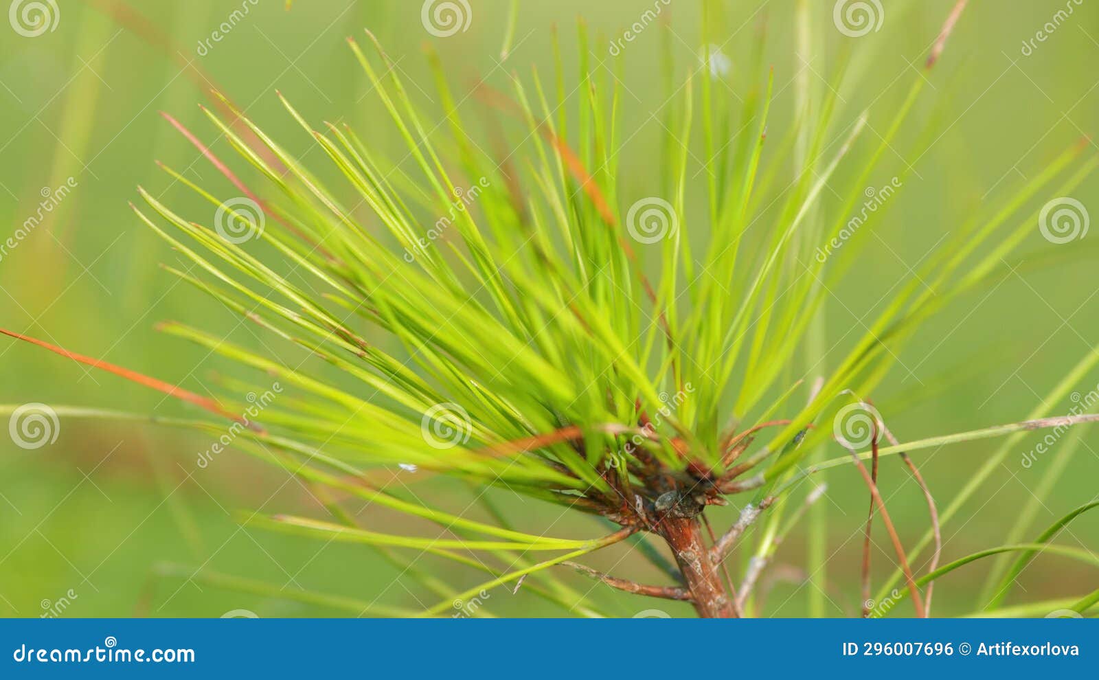 Large Drops of Dew on Pine Green Needles. Water Drop on Pine Needles ...