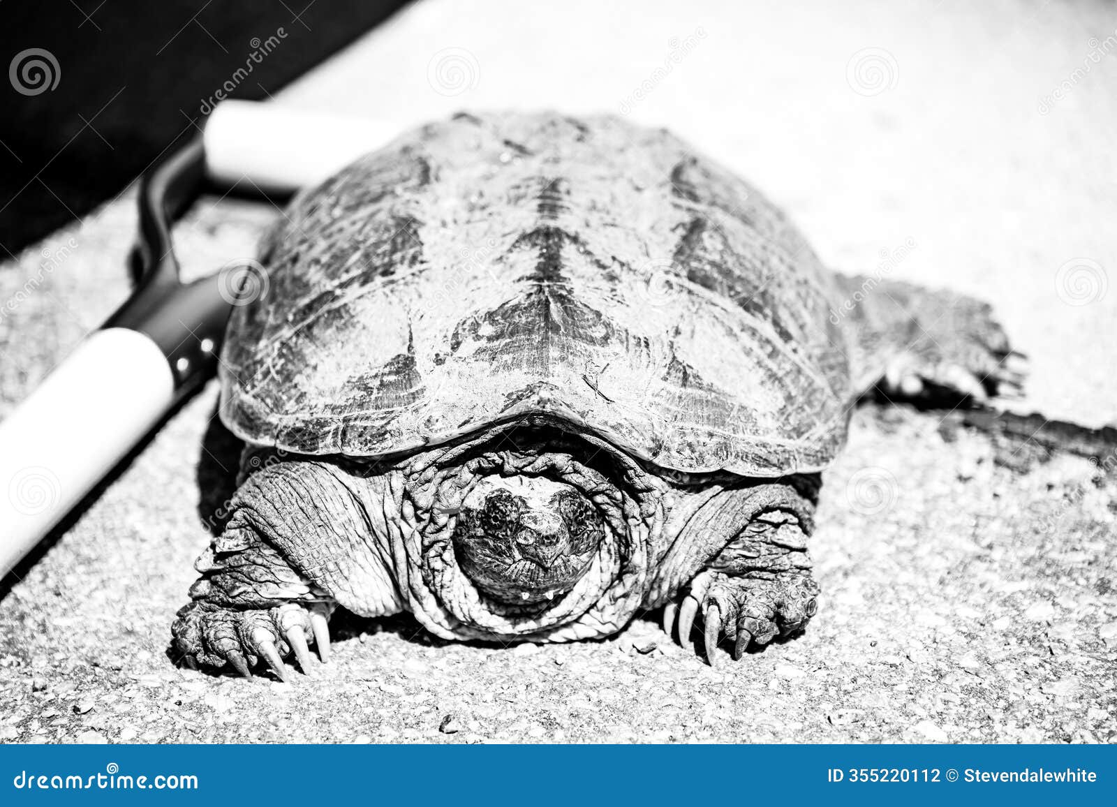 Selective Focus on a Large Snapping Turtle Crossing a Paved Road in ...