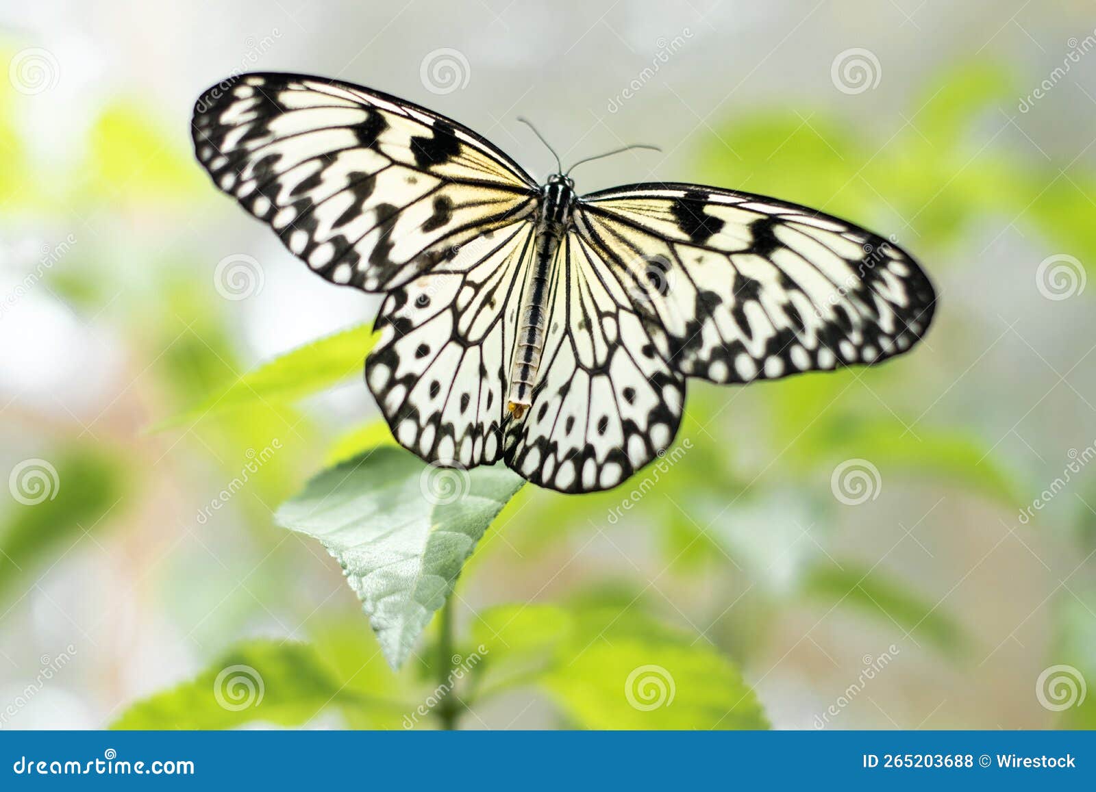 Selective Focus of a Large Tree Nymph at a Butterfly Garden of Bohol ...