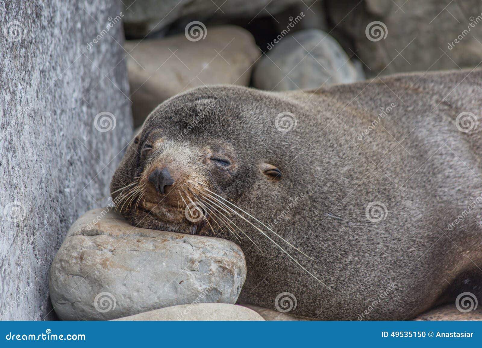 Selective Focus of a Lazy Sleepy Seals Face Stock Photo - Image of ... Selective Focus of a Lazy Sleepy Seals Face Stock Photo - Image of ...