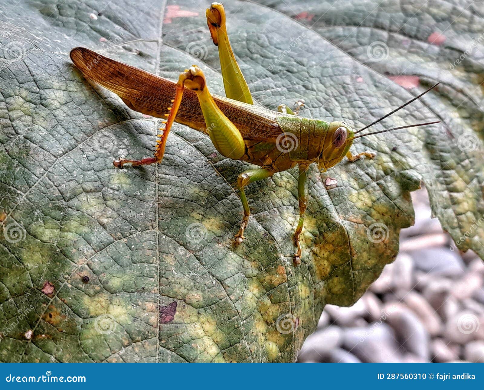 Selective Focus a Leaf Locust on an Old Grape Leaf that Has Spiny Legs ...