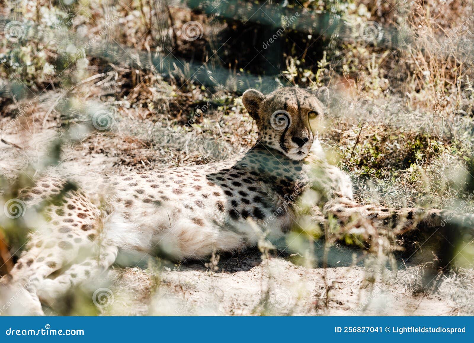 Selective Focus of Leopard Lying on Stock Image - Image of lying, grass ...