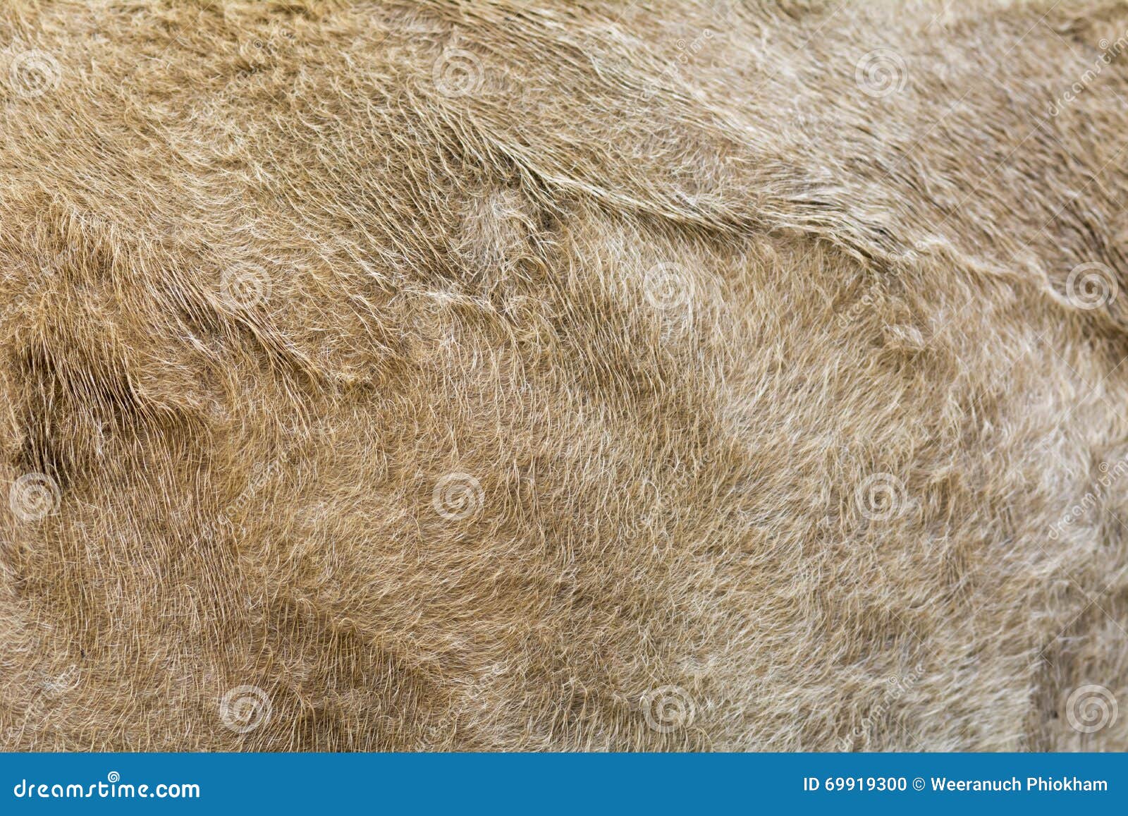 Selective Focus Light Brown Cow Fur for Background Stock Photo - Image ...