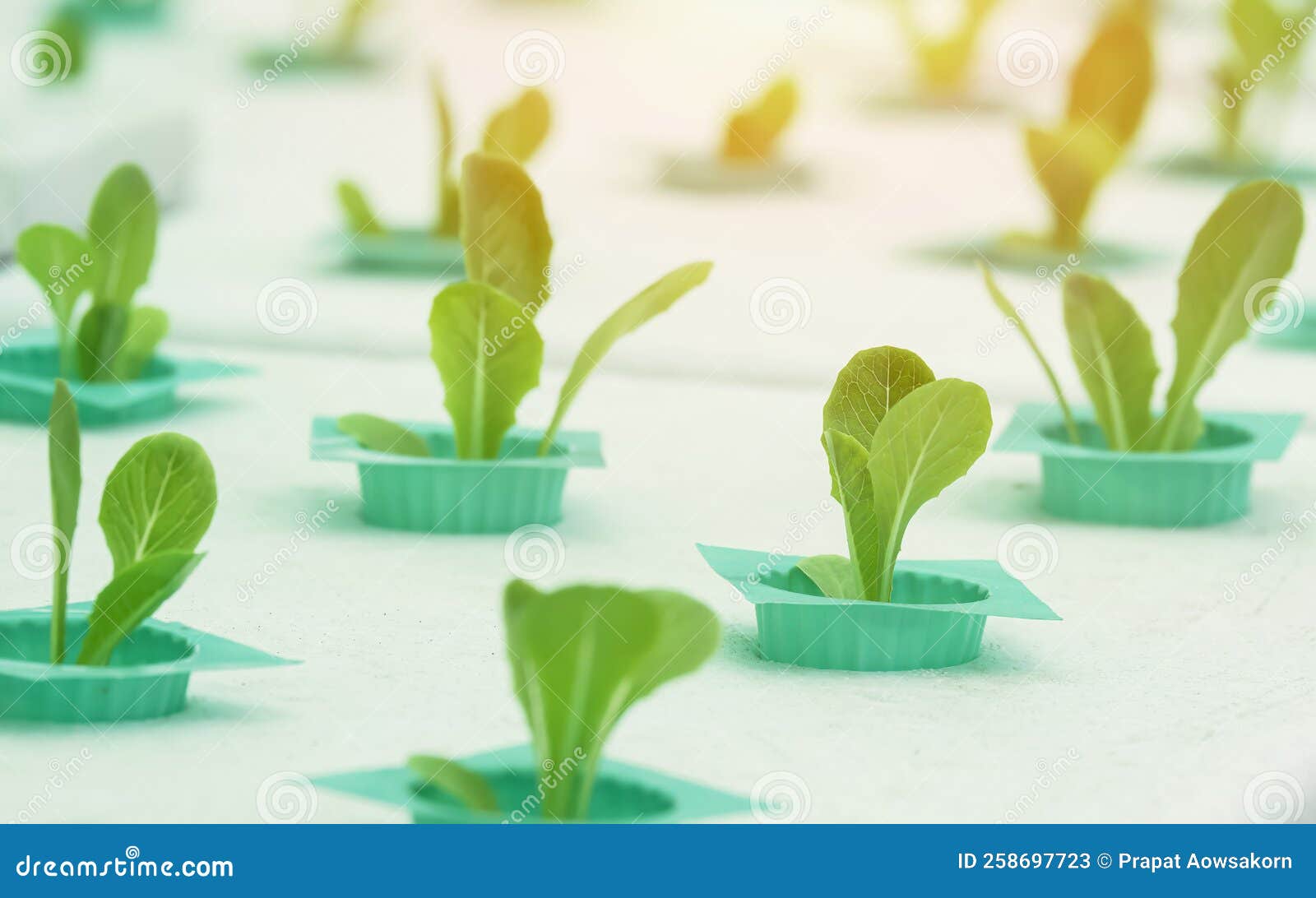 Selective Focus at Little Green Lettuce Plant Growing on Foam Box in ...