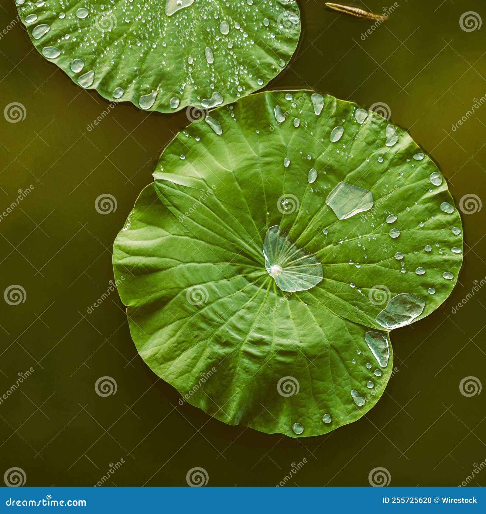 Selective Focus of Lotus Leaves with Water Drops Stock Photo - Image of ...