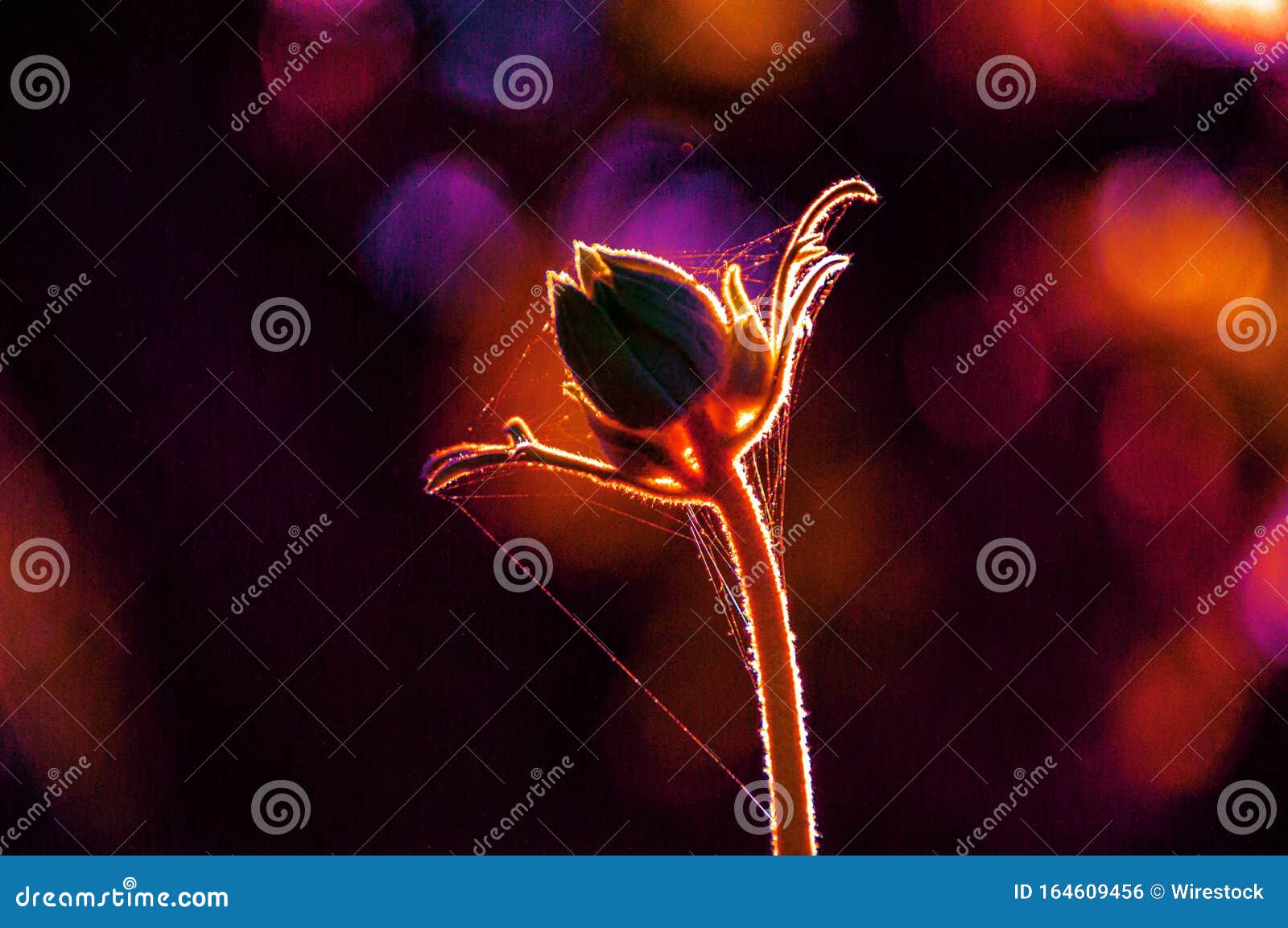 Dancing Plant, Or Semaphore Plant, Is A Tropical Asian Shrub Stock ...